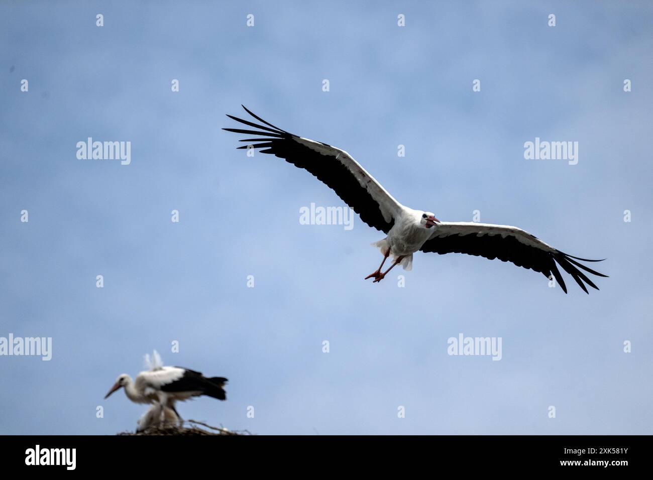 Untermerzbach, Germany. 21st July, 2024. A stork leaves the eyrie with ...