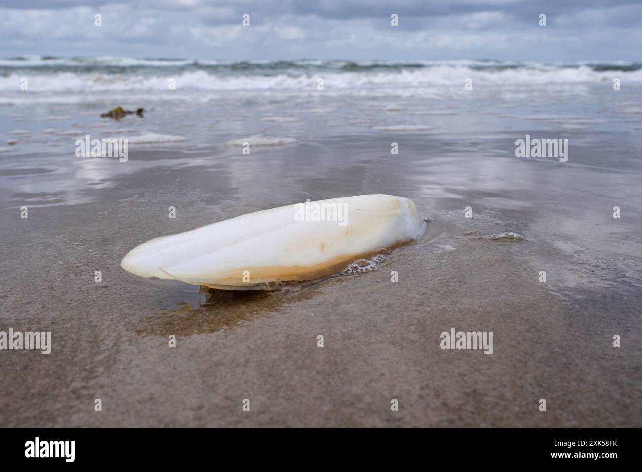 Cuttlebone cuttlefish bone hi-res stock photography and images - Alamy