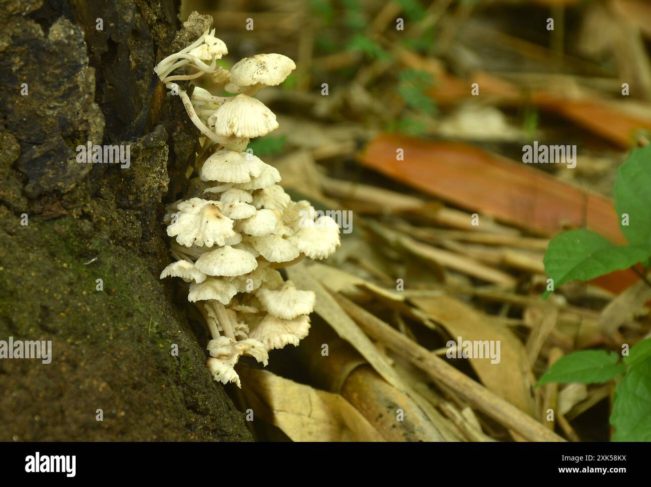 fungus mushroom bunch growing from decay log or animal stool on ground ...