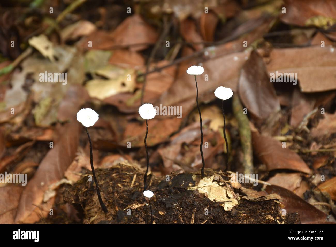 fungus mushroom bunch growing from decay log or animal stool on ground ...