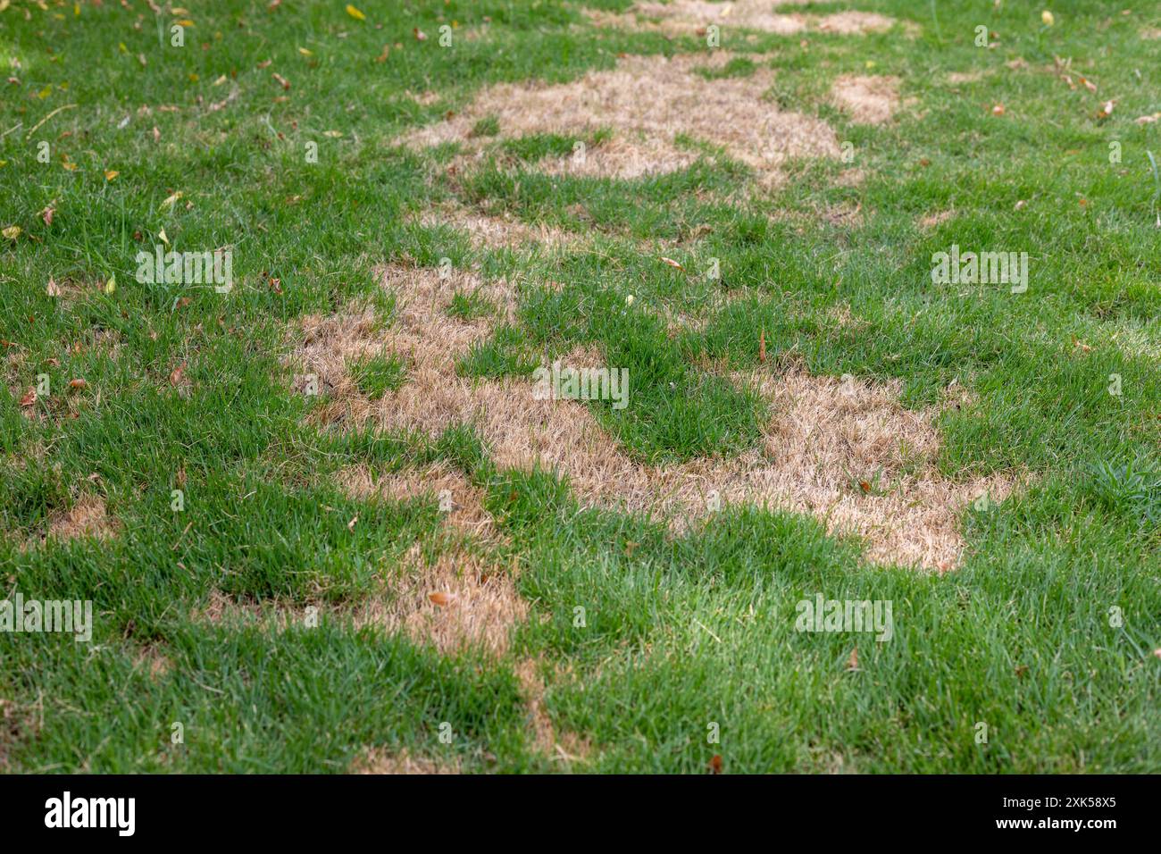 Dry and damaged grass needs lawn care Stock Photo - Alamy