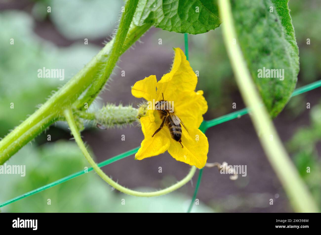 close-up of ripening cucumber and working bee at the cucumber ...