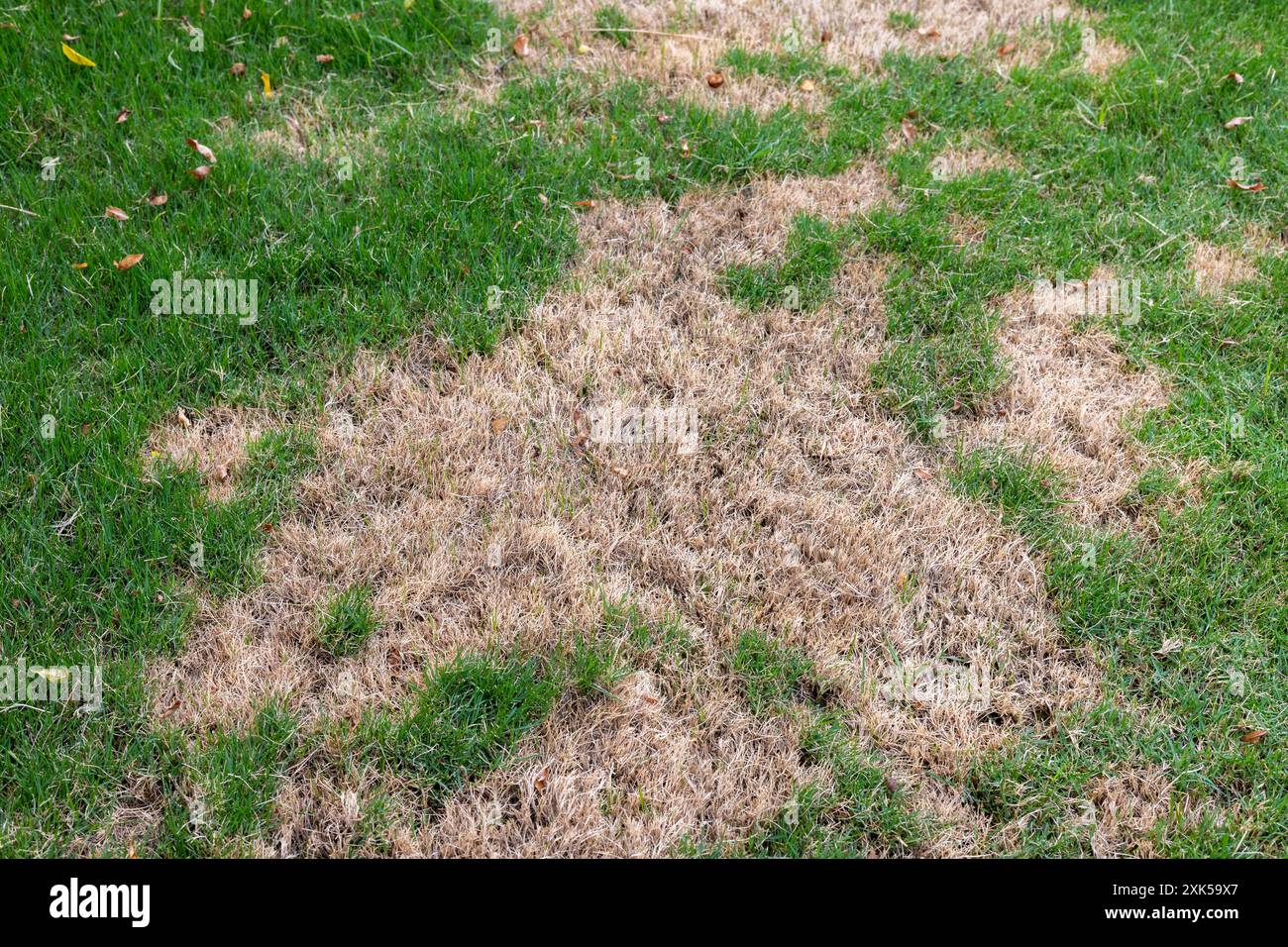 Lawn with Dry and Green Patches Stock Photo - Alamy