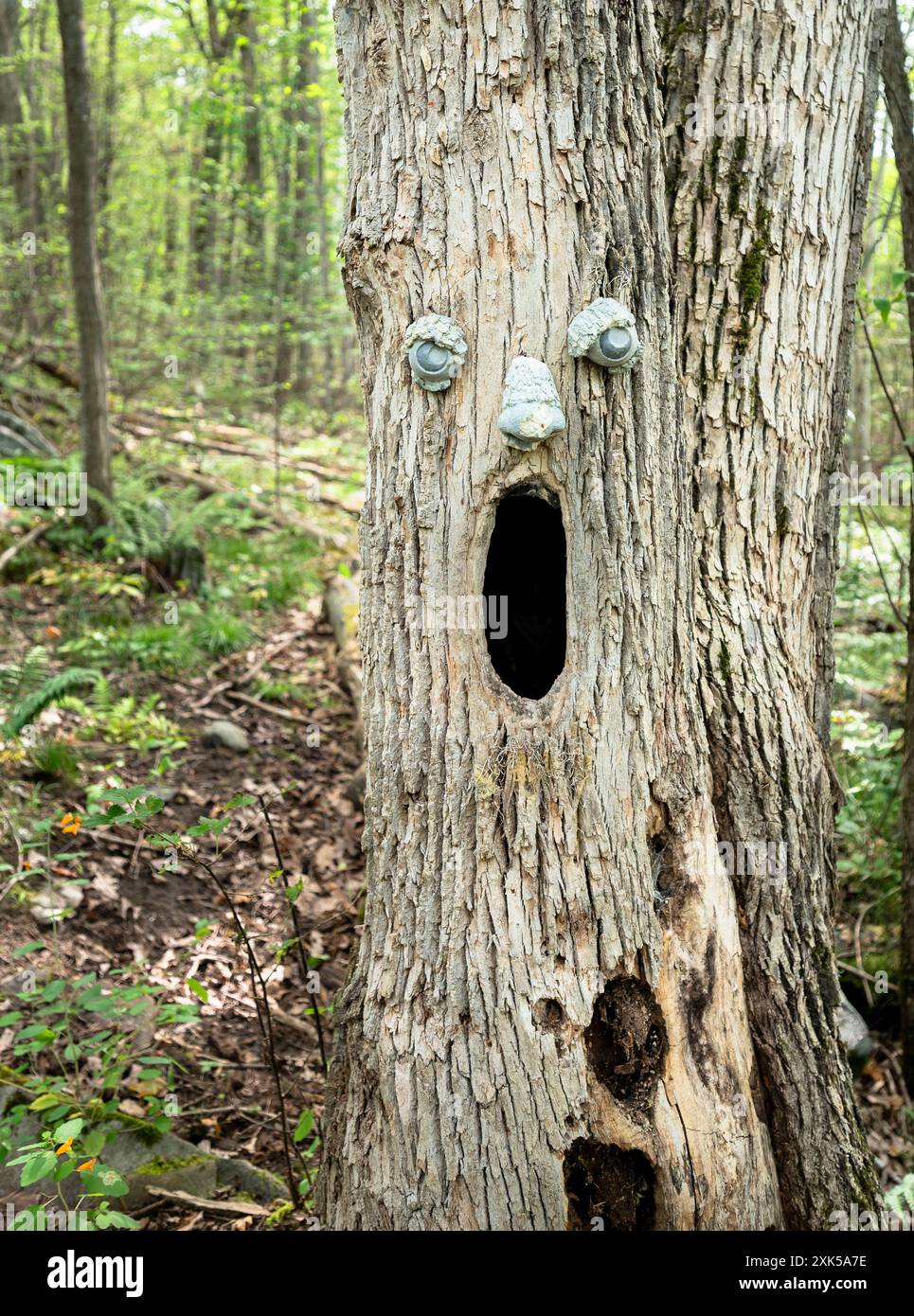 Dead oak tree along a walking trail which is hollow that had a nose and ...