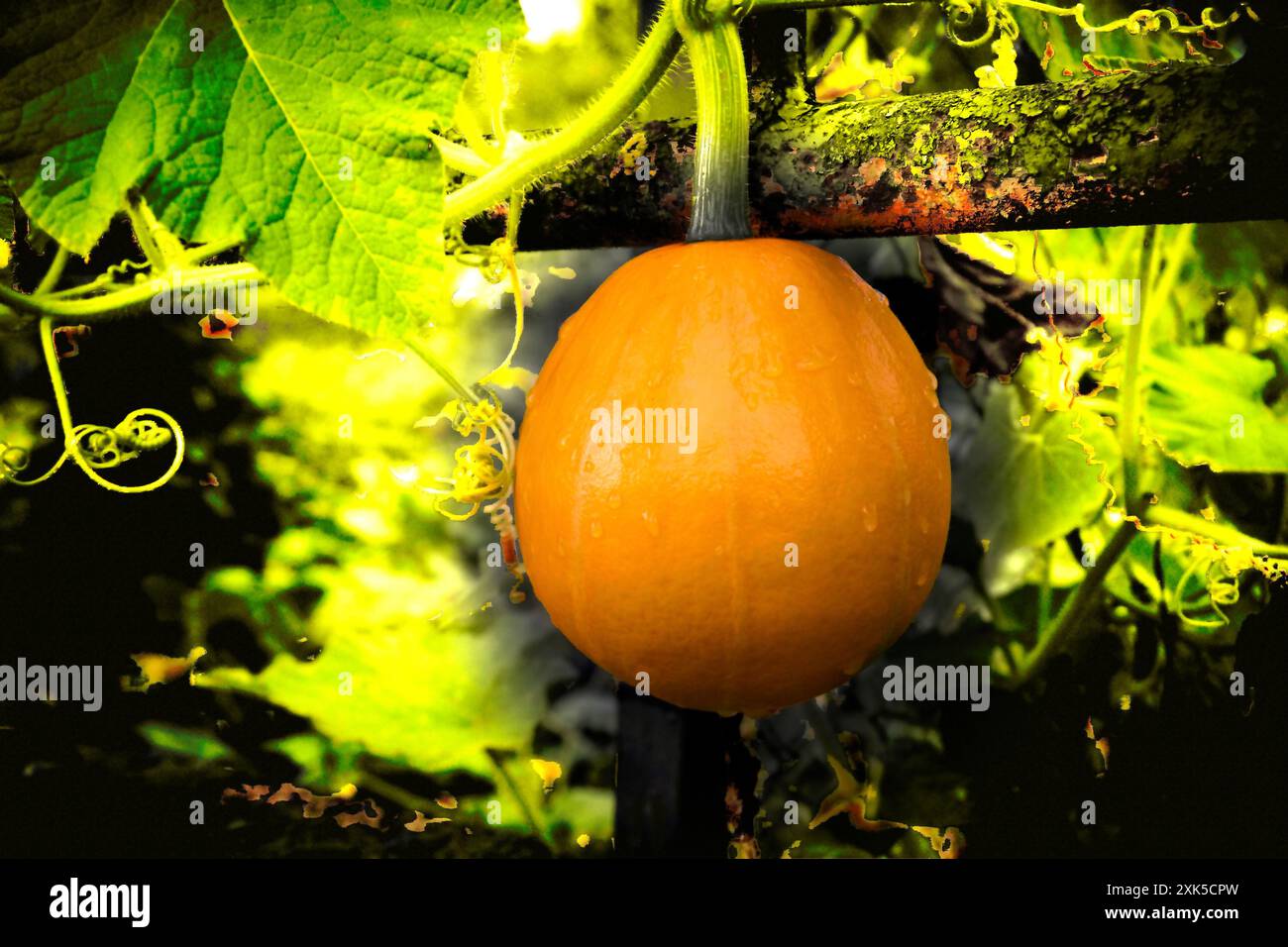 a large rounded orange-yellow fruit with a thick rind, edible flesh ...