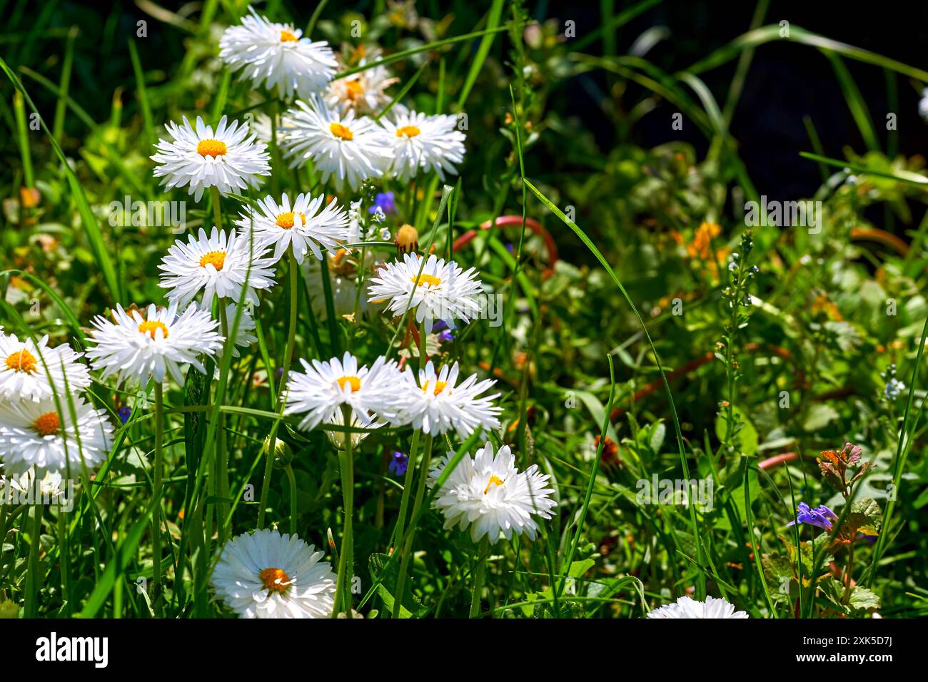 Pharmacy femininity hi-res stock photography and images - Alamy