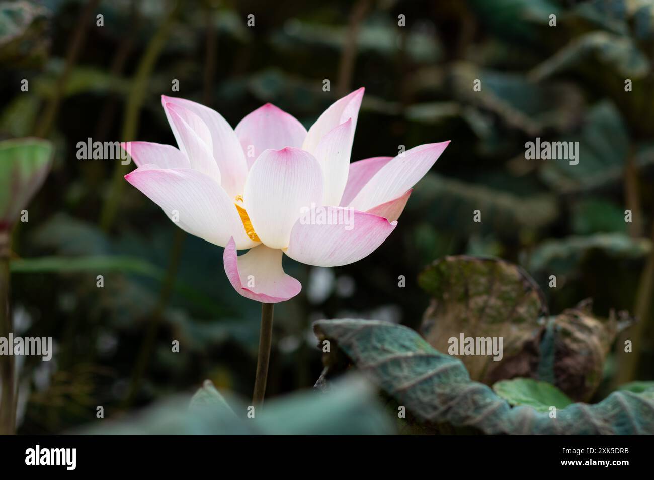 The lotus flower symbolizes purity and resilience and blooms gracefully ...