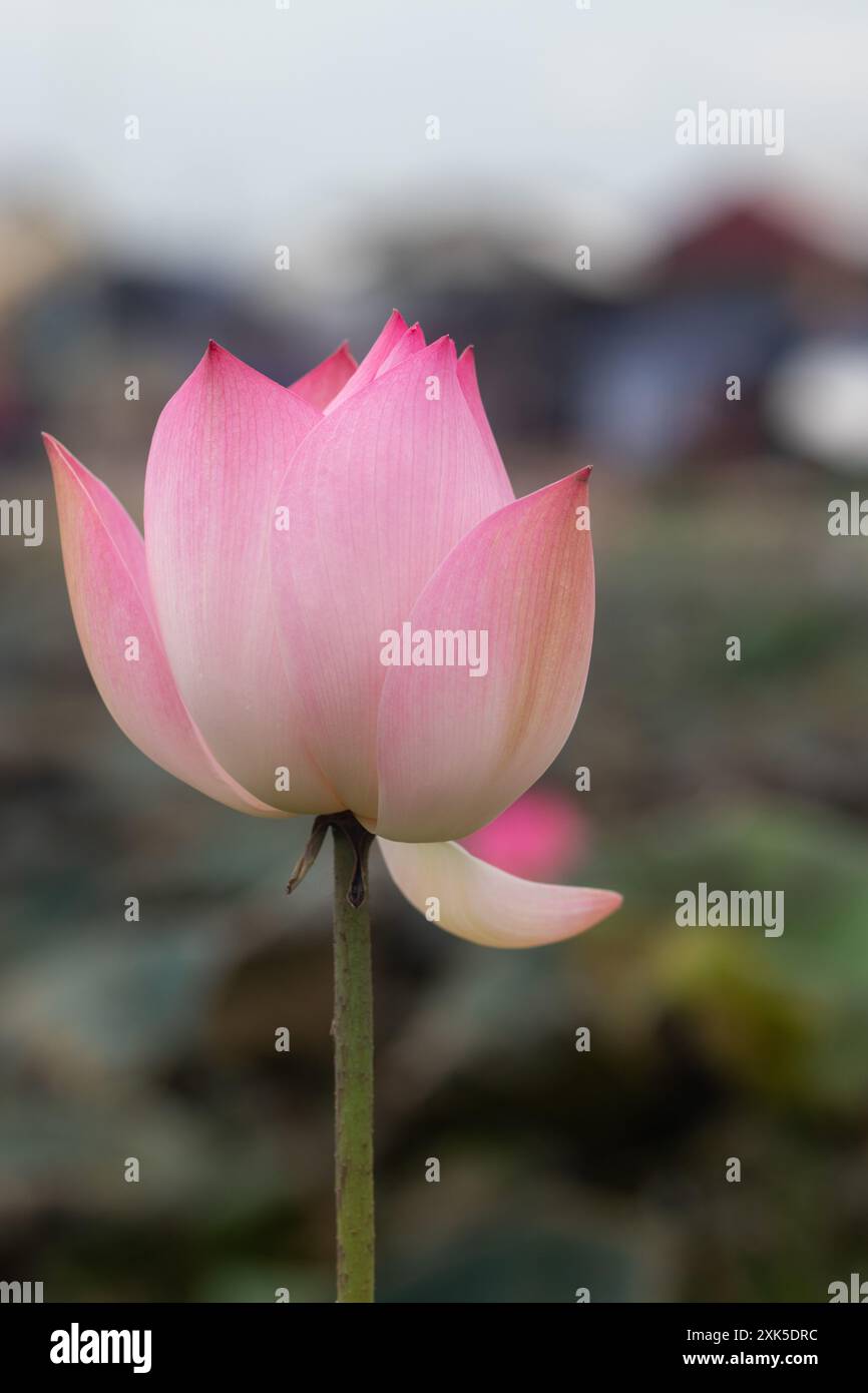 The lotus flower symbolizes purity and resilience and blooms gracefully ...