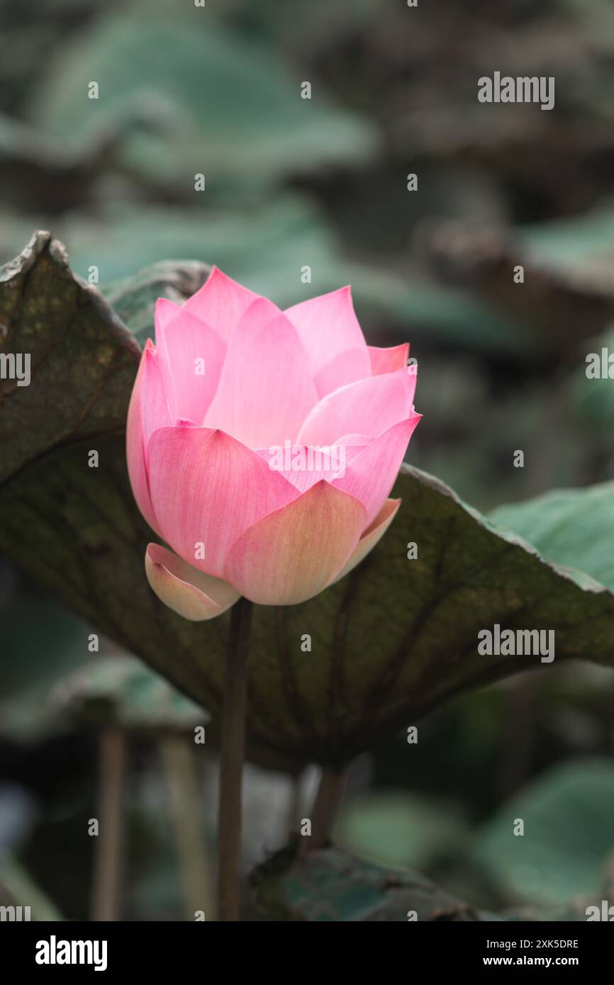 The lotus flower symbolizes purity and resilience and blooms gracefully ...