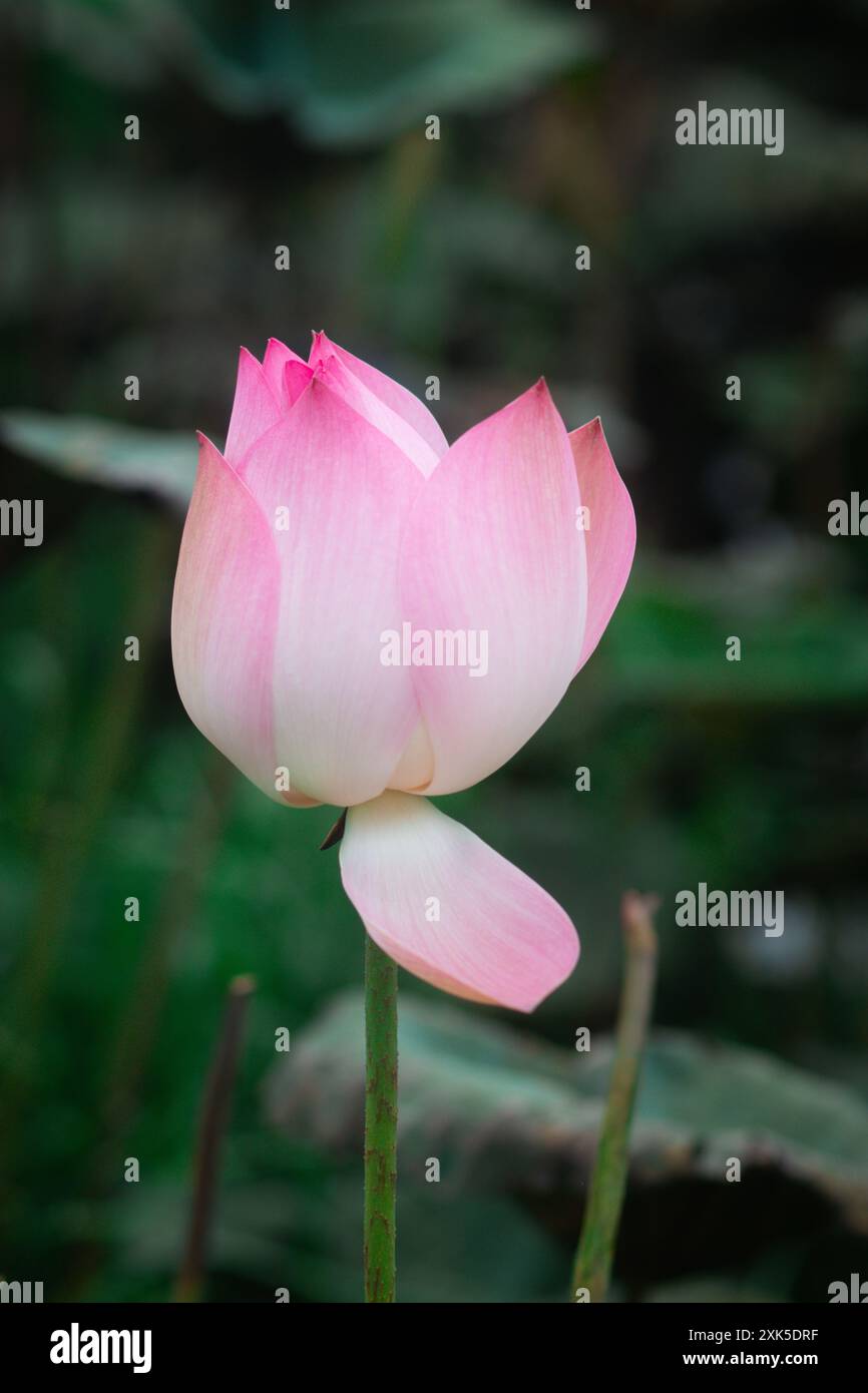 Vietnams national flower hi-res stock photography and images - Alamy