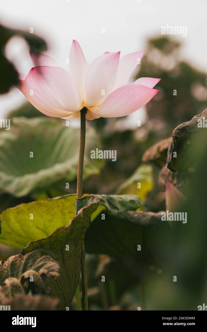 The lotus flower symbolizes purity and resilience and blooms gracefully ...