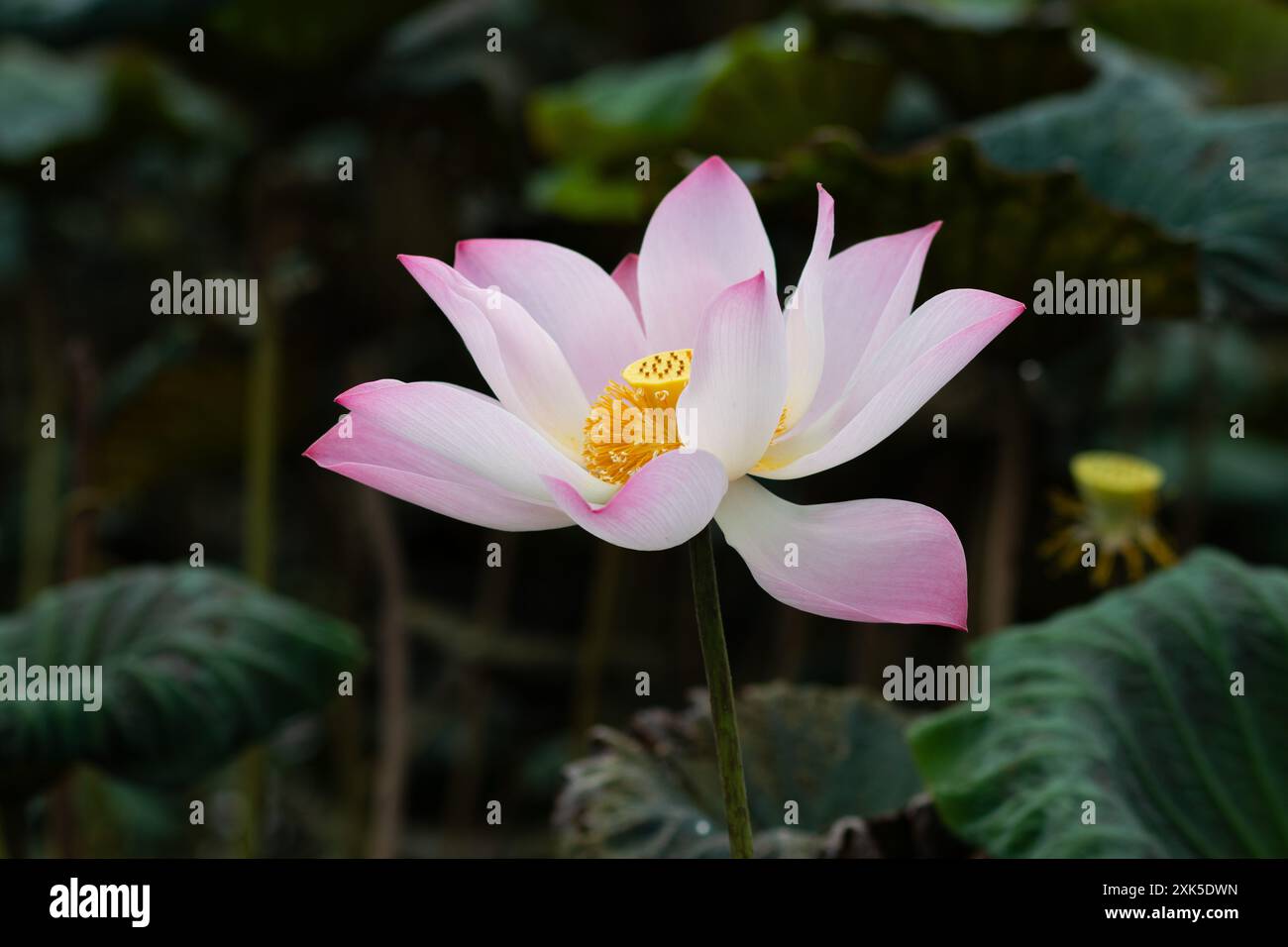 The lotus flower symbolizes purity and resilience and blooms gracefully ...
