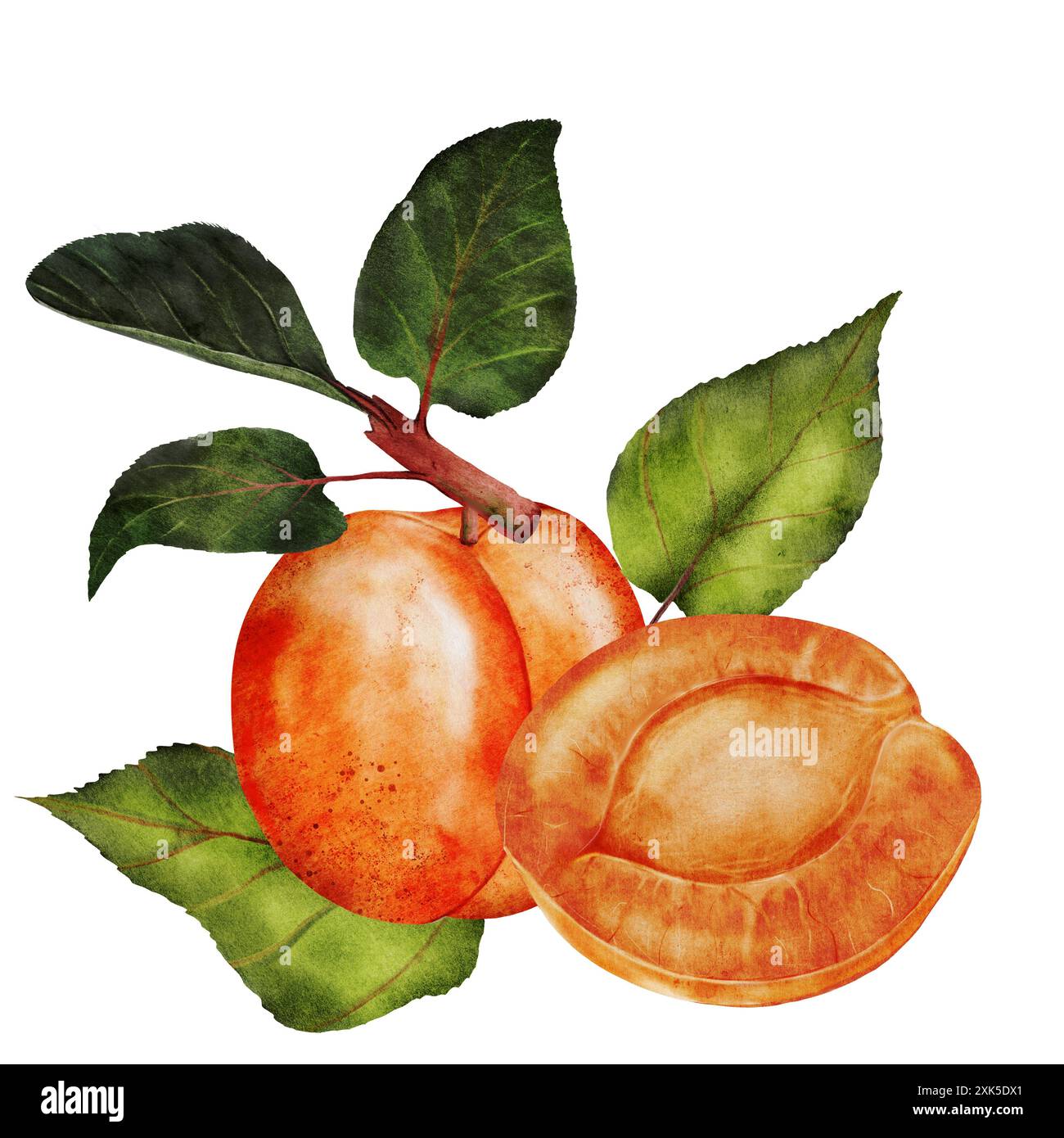 Apricot watercolor. Juicy realistic composition hand drawing of ripe ...