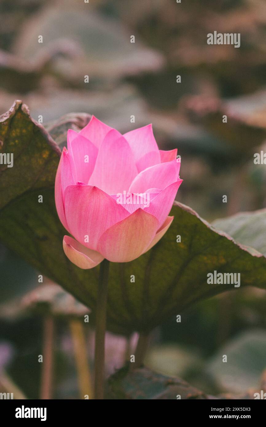 The lotus flower symbolizes purity and resilience and blooms gracefully ...