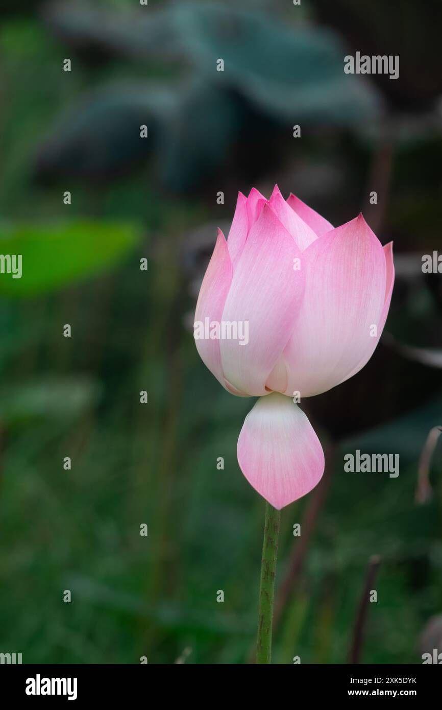 The lotus flower symbolizes purity and resilience and blooms gracefully ...