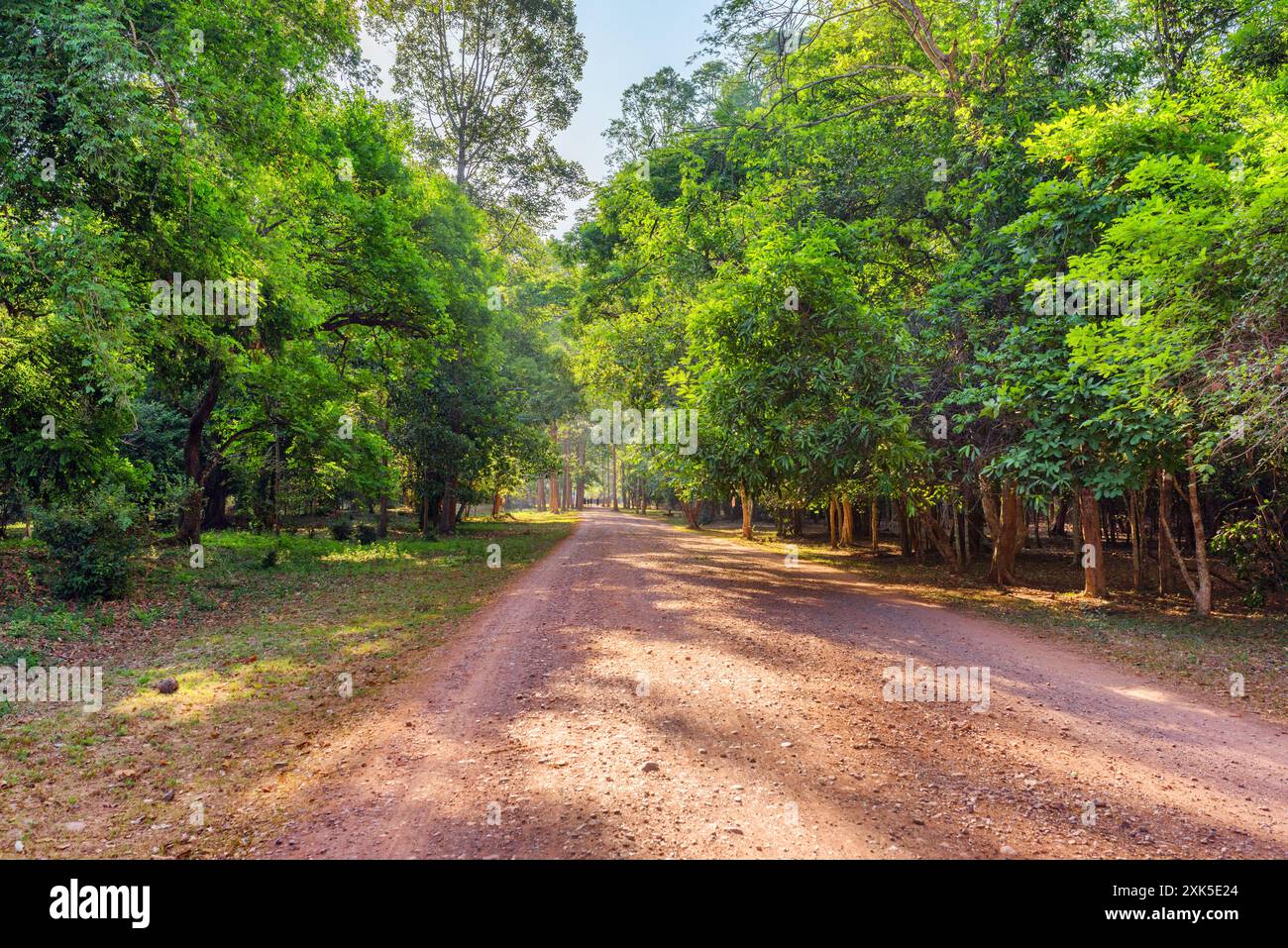 Awesome morning view of road through rainforest Stock Photo - Alamy