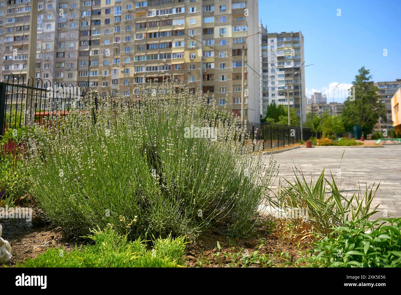 a small aromatic evergreen shrub of the mint family, with narrow leaves ...