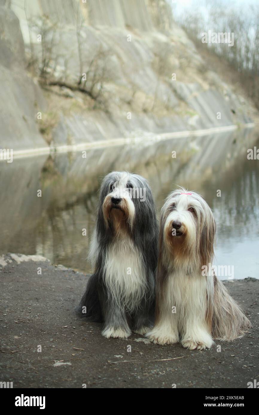 Two bearded collies pose in a quarry in the Czech Republic Stock Photo ...