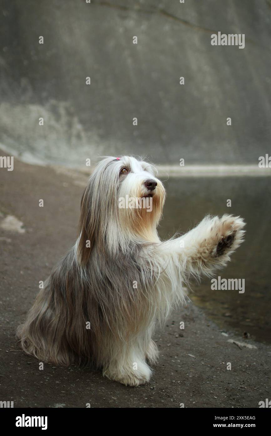 Bearded collie poses in a quarry in the Czech Republic. She waves with ...