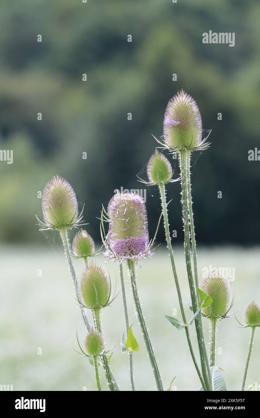 Spikey plant hi-res stock photography and images - Alamy