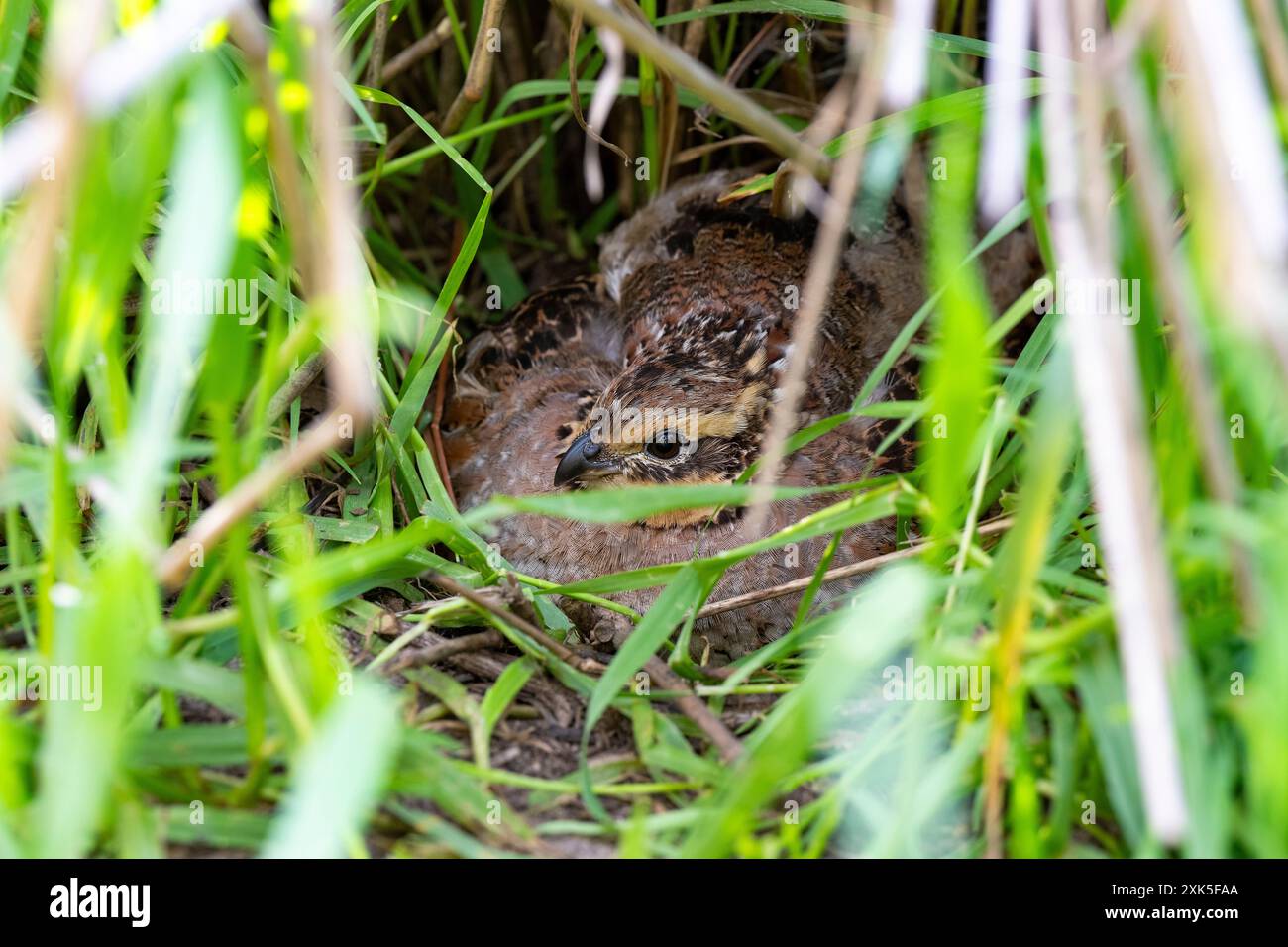 Northern Bobwhite Quail Nest Stock Photo - Alamy