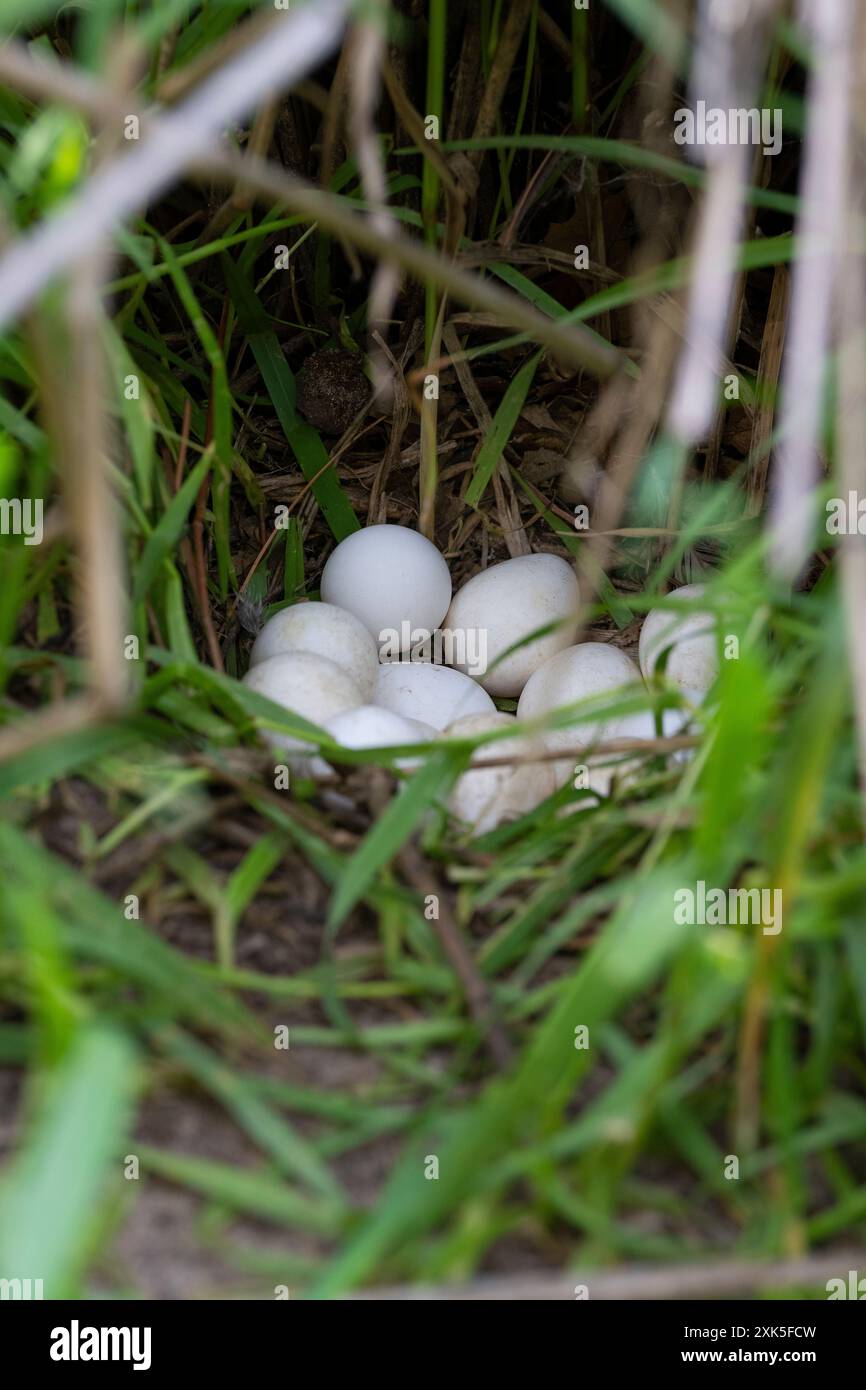 Northern Bobwhite Quail Nest Stock Photo - Alamy