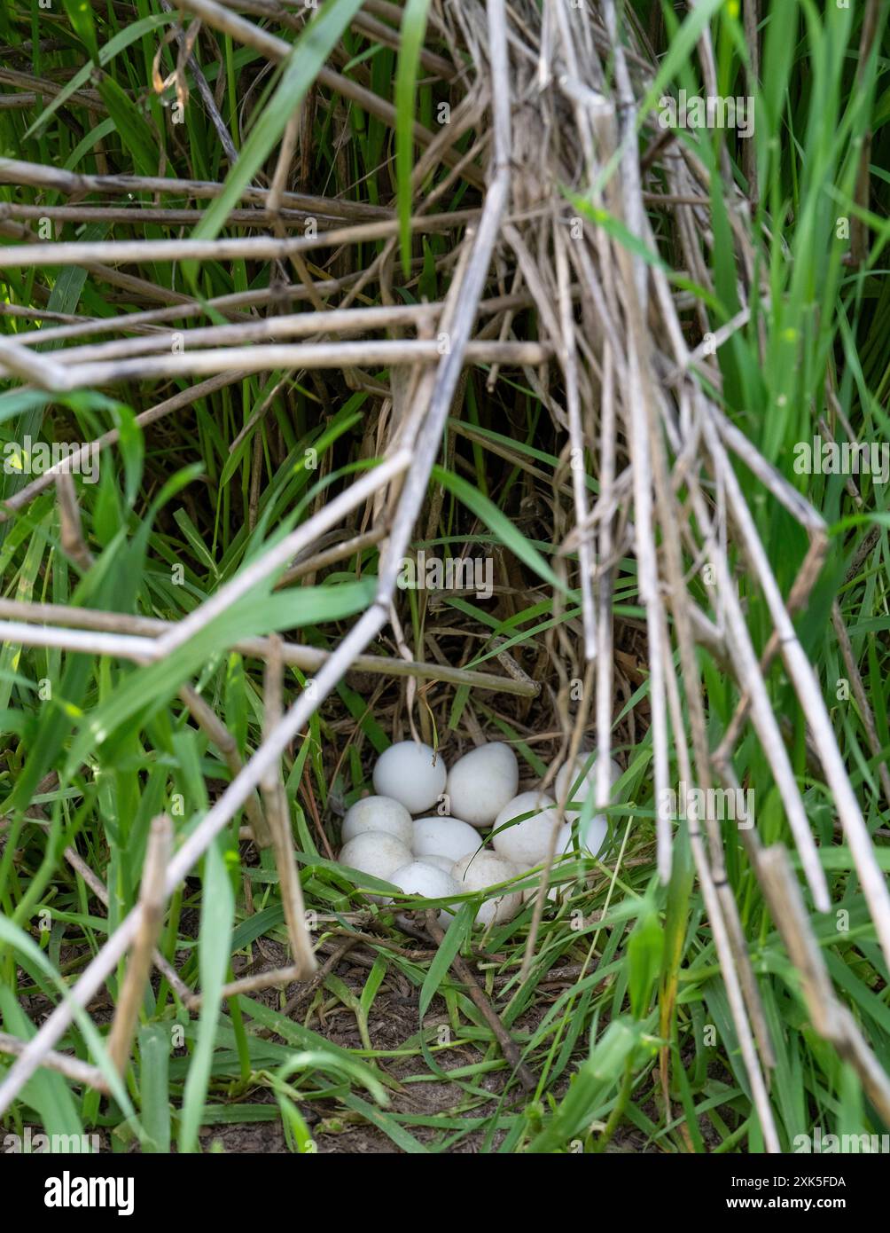 Northern Bobwhite Quail Nest Stock Photo - Alamy