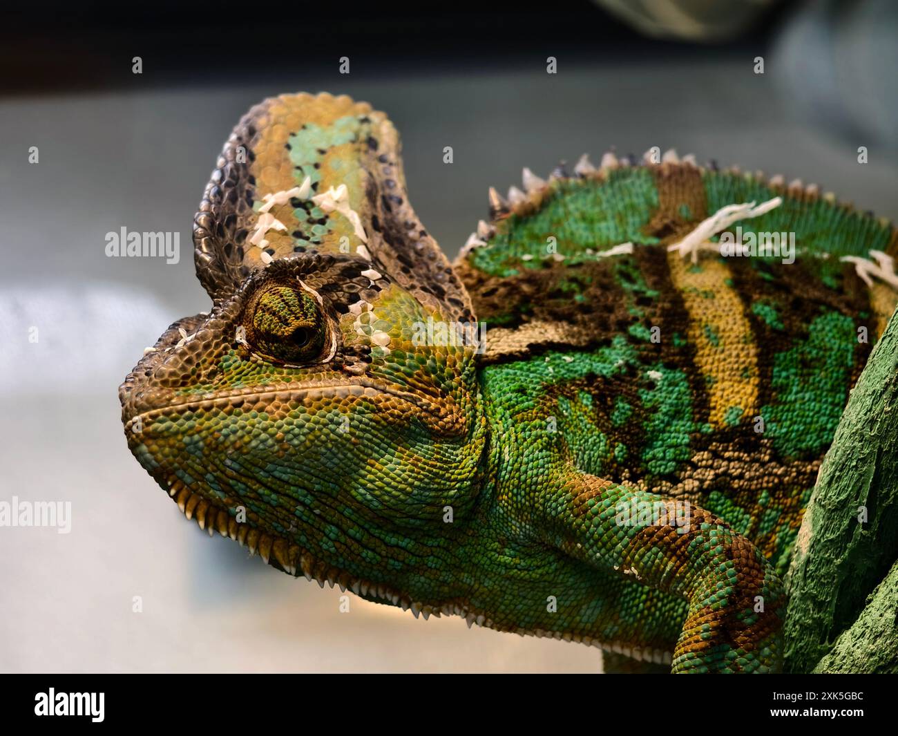 A detailed view of a chameleon in a natural habitat Stock Photo - Alamy