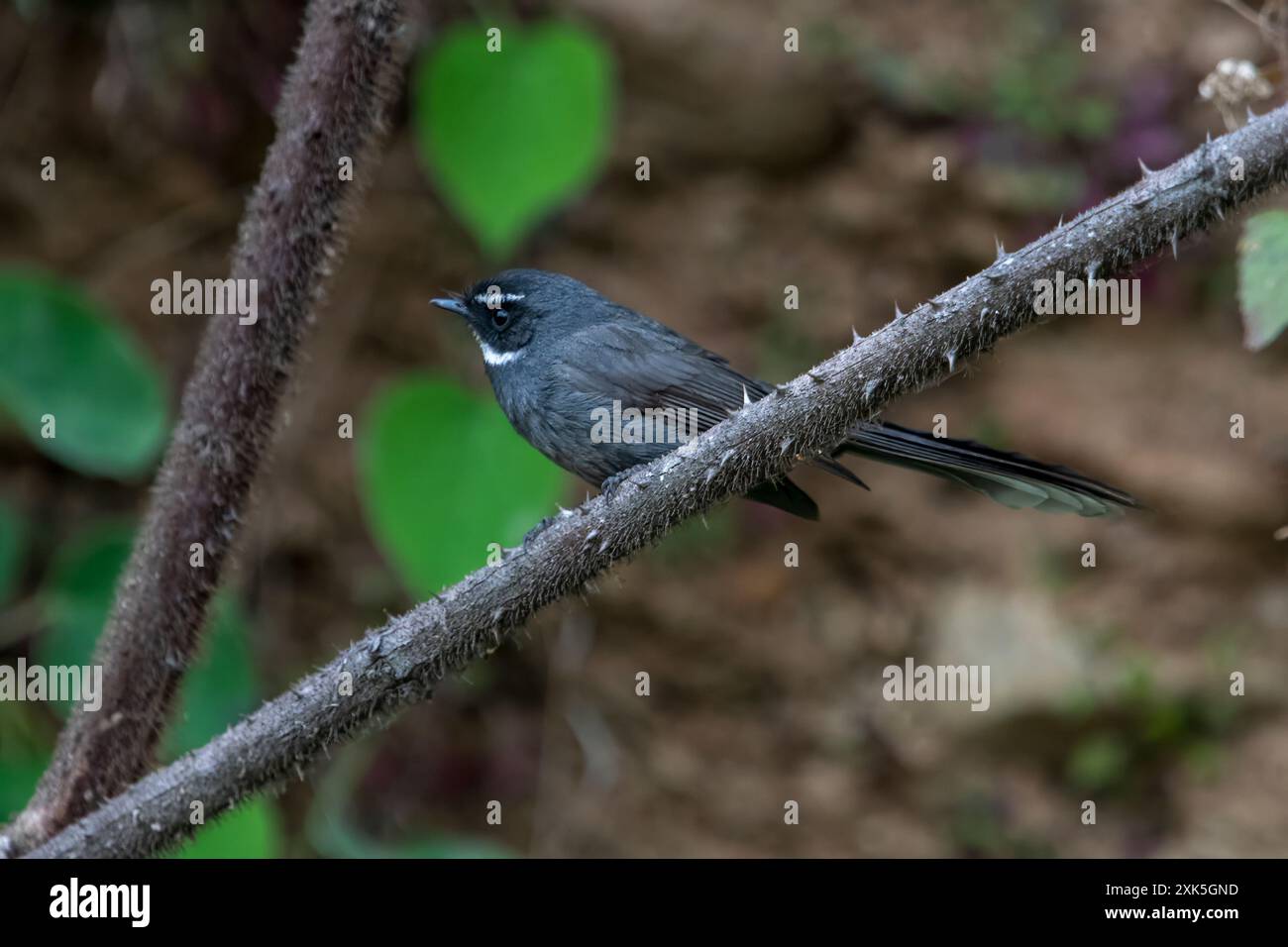 white-throated fantail (Rhipidura albicollis) in Binsar in Uttarakhand ...
