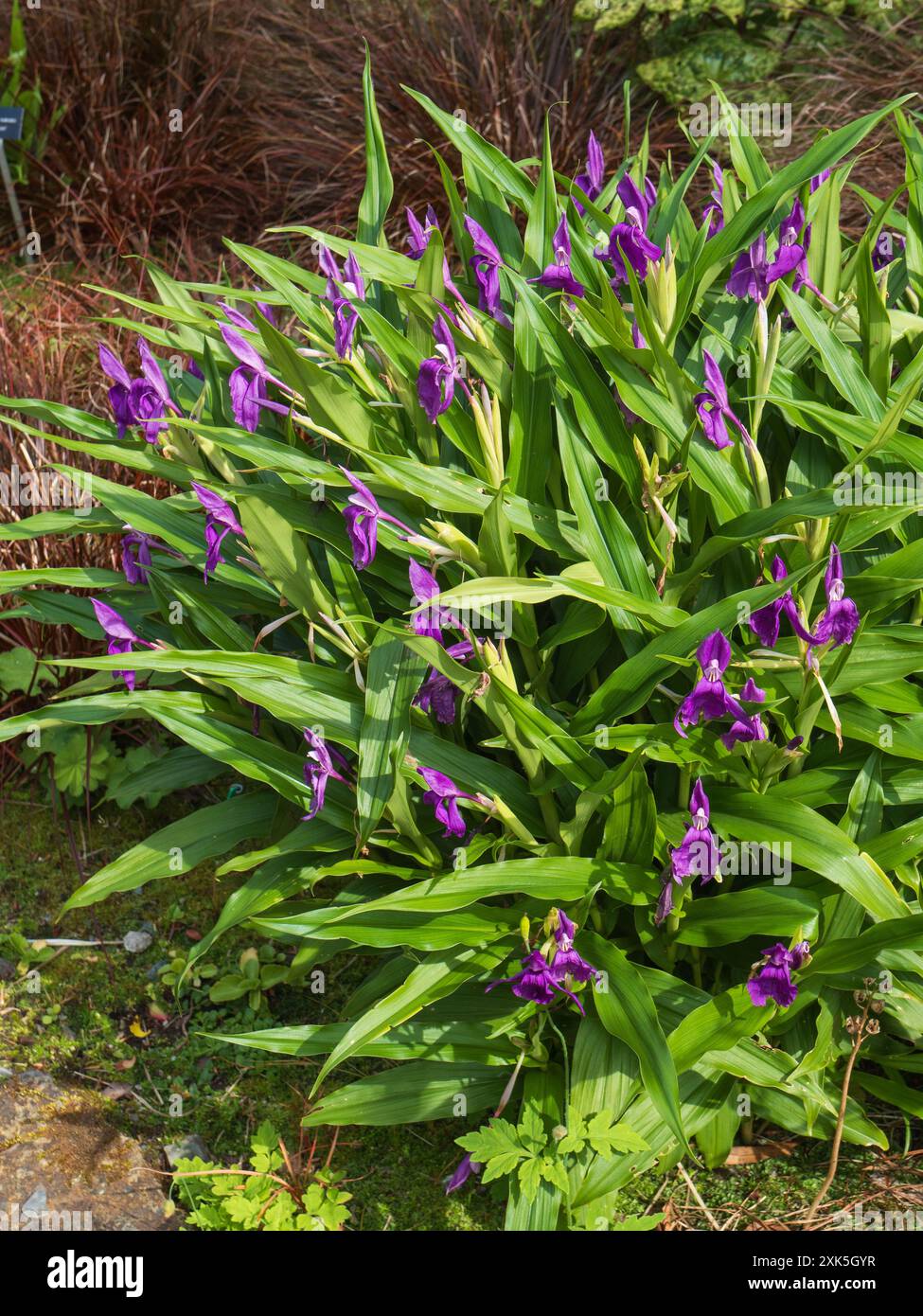 Purple summer flowers of the hardy perennial ginger, Roscoea auriculata ...