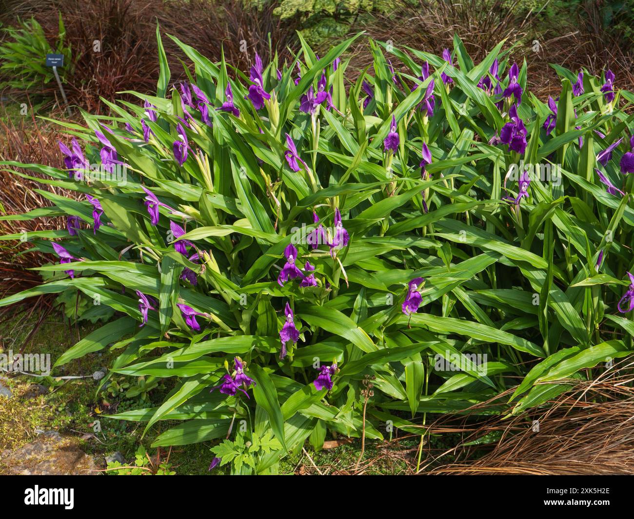 Purple summer flowers of the hardy perennial ginger, Roscoea auriculata ...