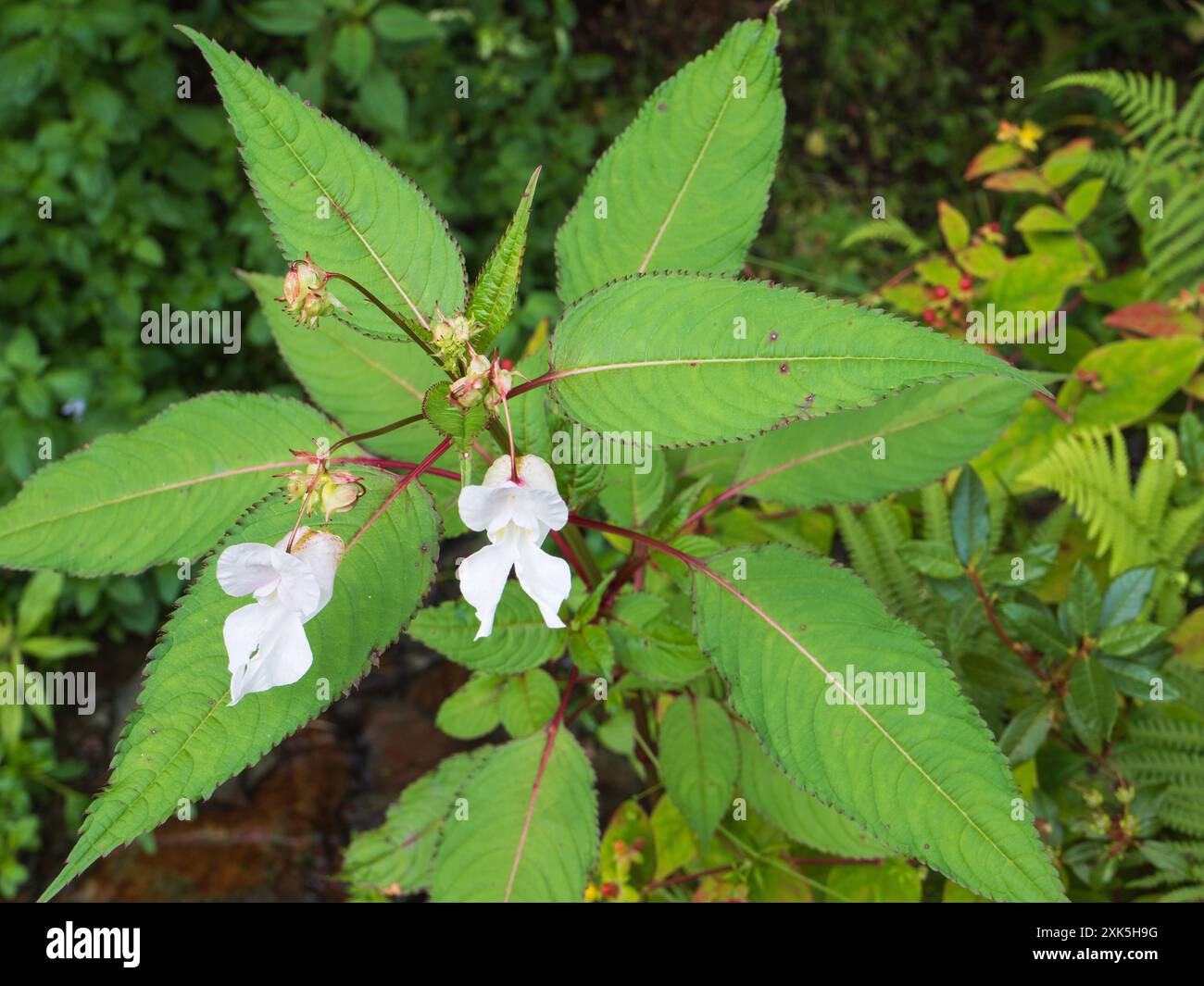 White summer flowers of the invasive hardy annual Himalayan balsam ...