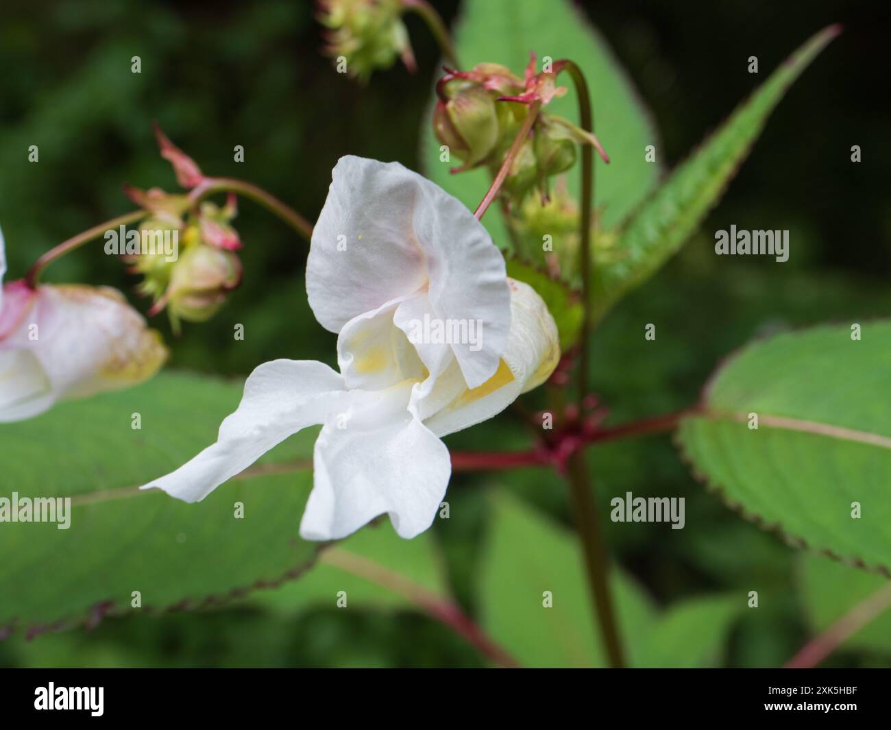 White summer flower of the invasive hardy annual Himalayan balsam ...