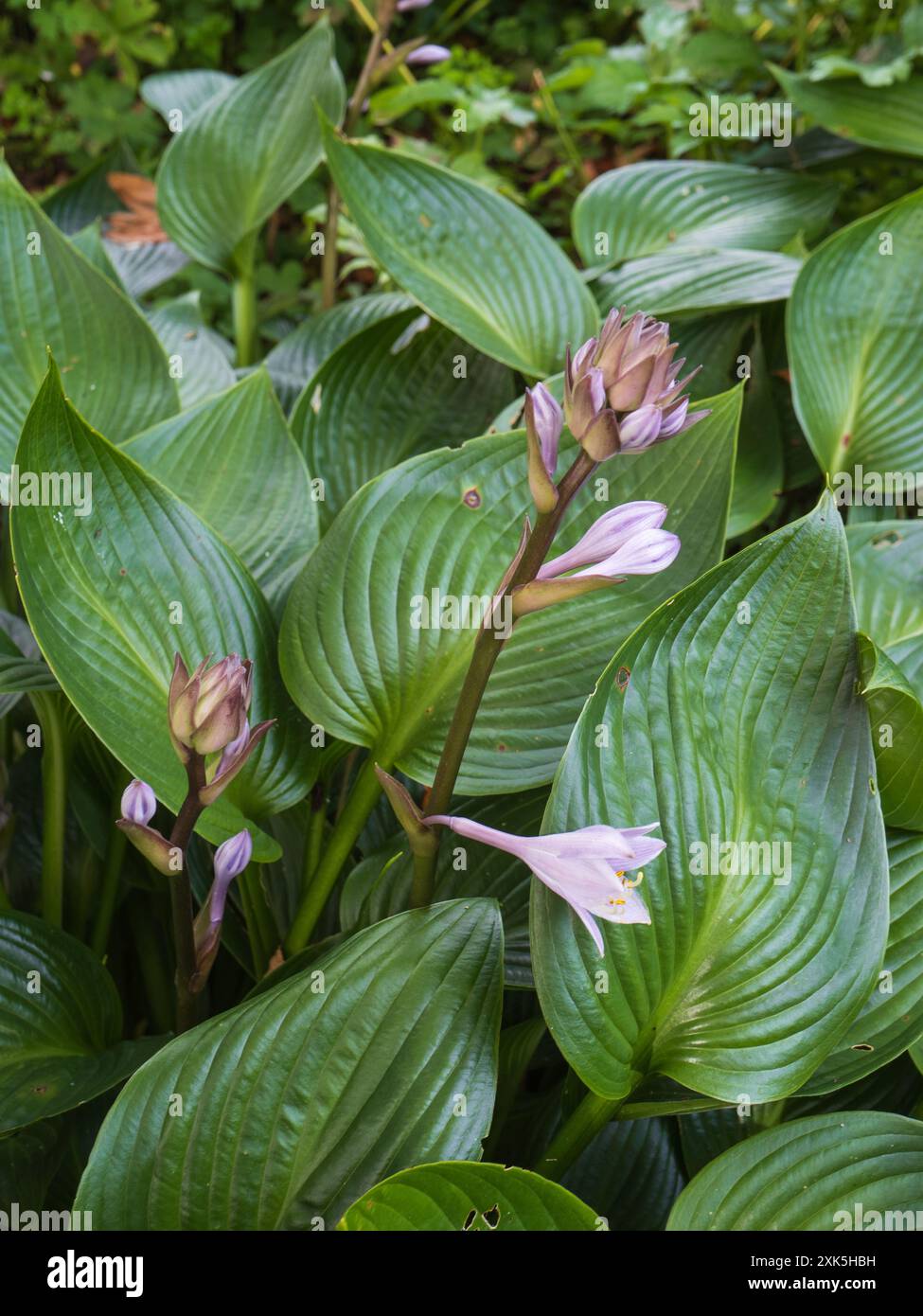 Dark green foliage and emerging summer flowers of the elegant hardy ...