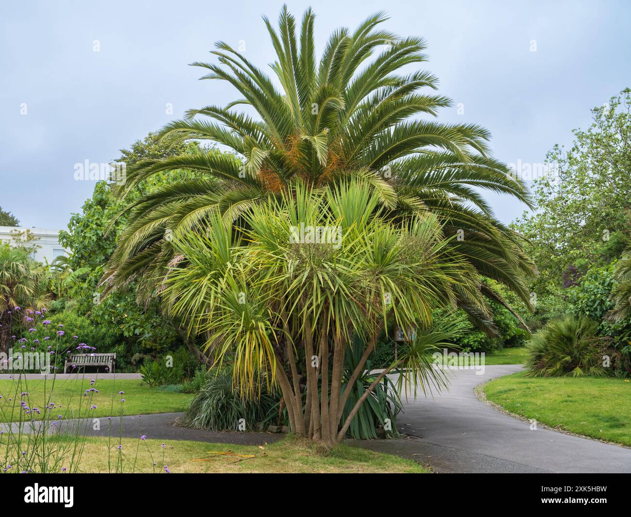 Exotic gardening with Cordyline australis and Phoenix canariensis at ...