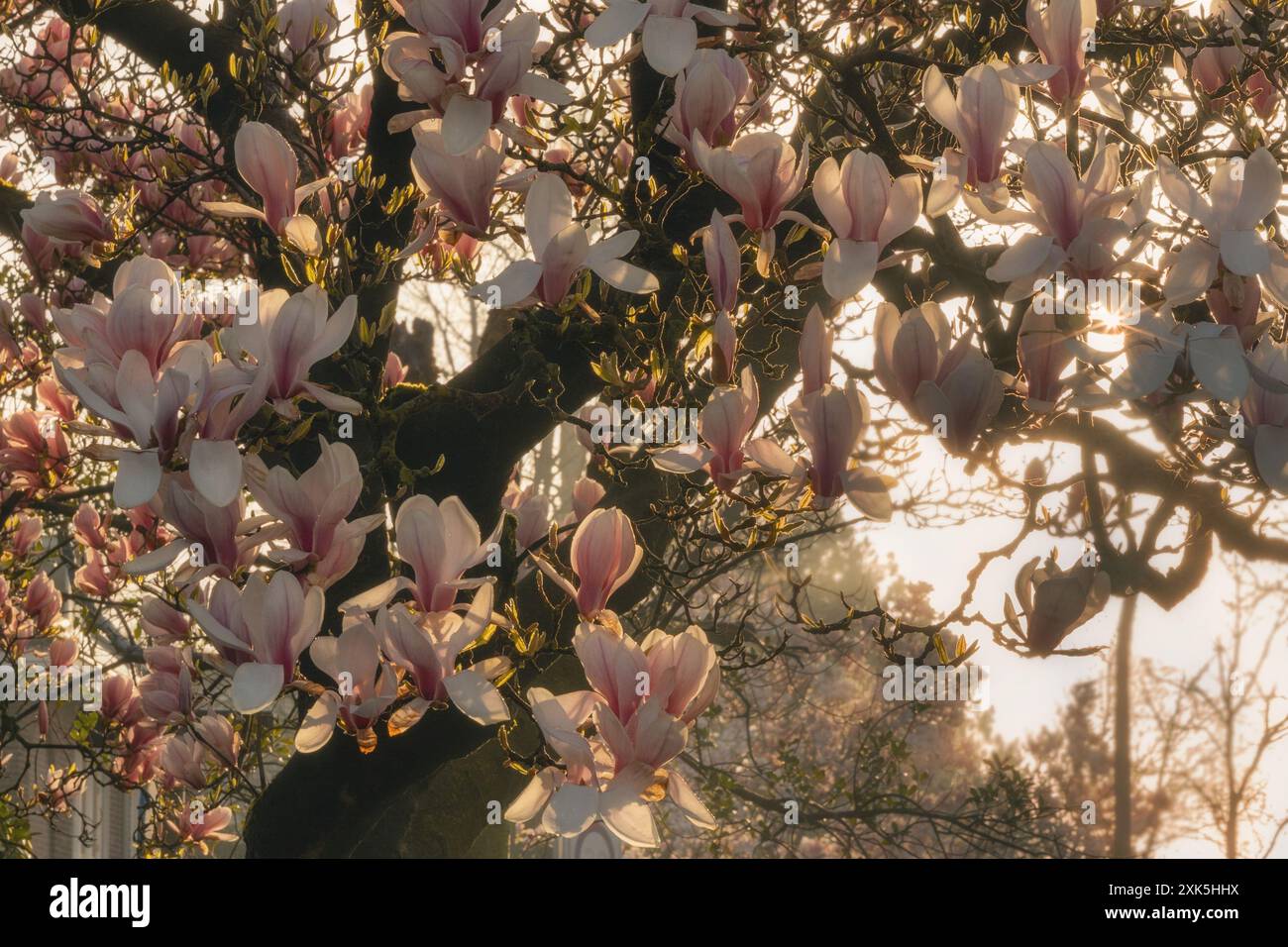 Magnolia tree blossom in early spring Stock Photo - Alamy