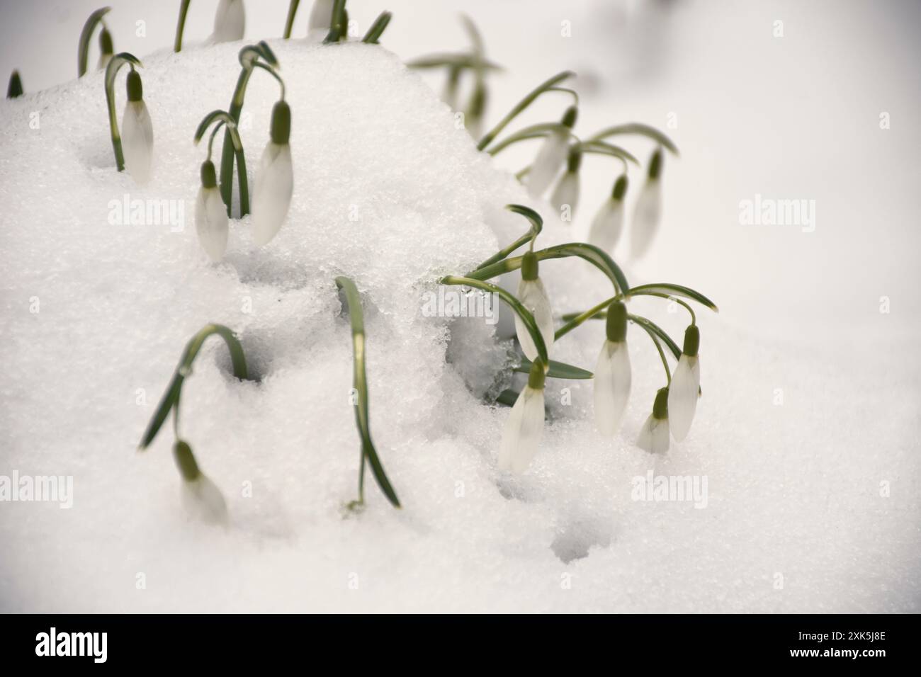 Snowdrift curl hi-res stock photography and images - Alamy