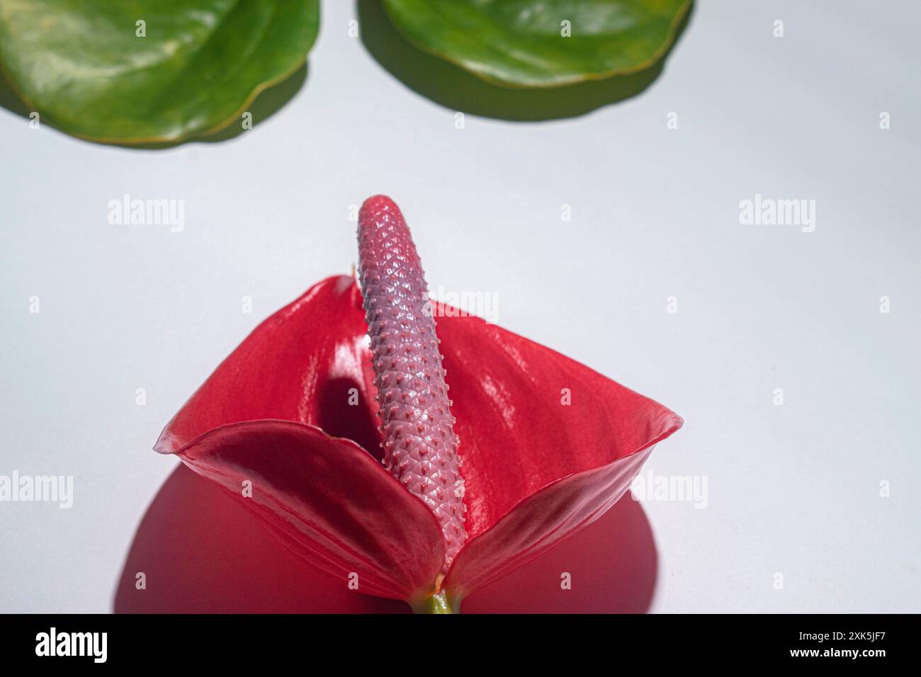 Bunga Anthurium Trinidad Stock Photo - Alamy