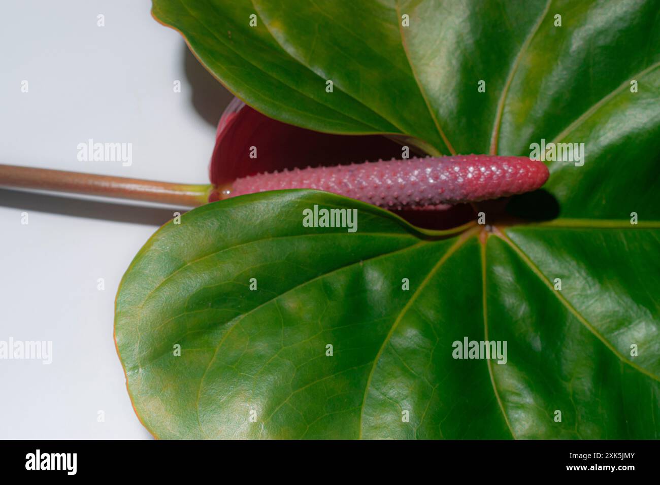 Bunga Anthurium Trinidad Stock Photo - Alamy