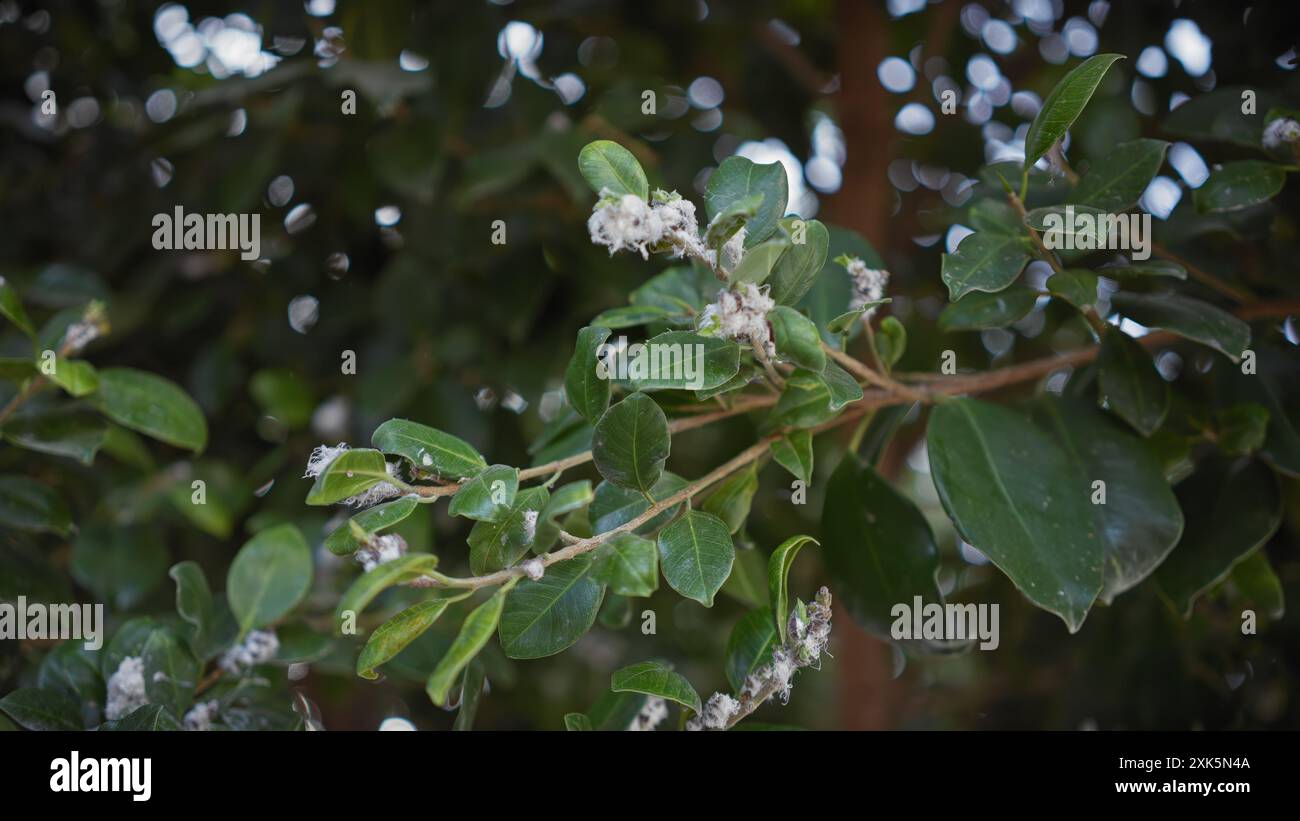 Close-up of a woolly-leaved shrub with white fuzzy galls, endemic to ...