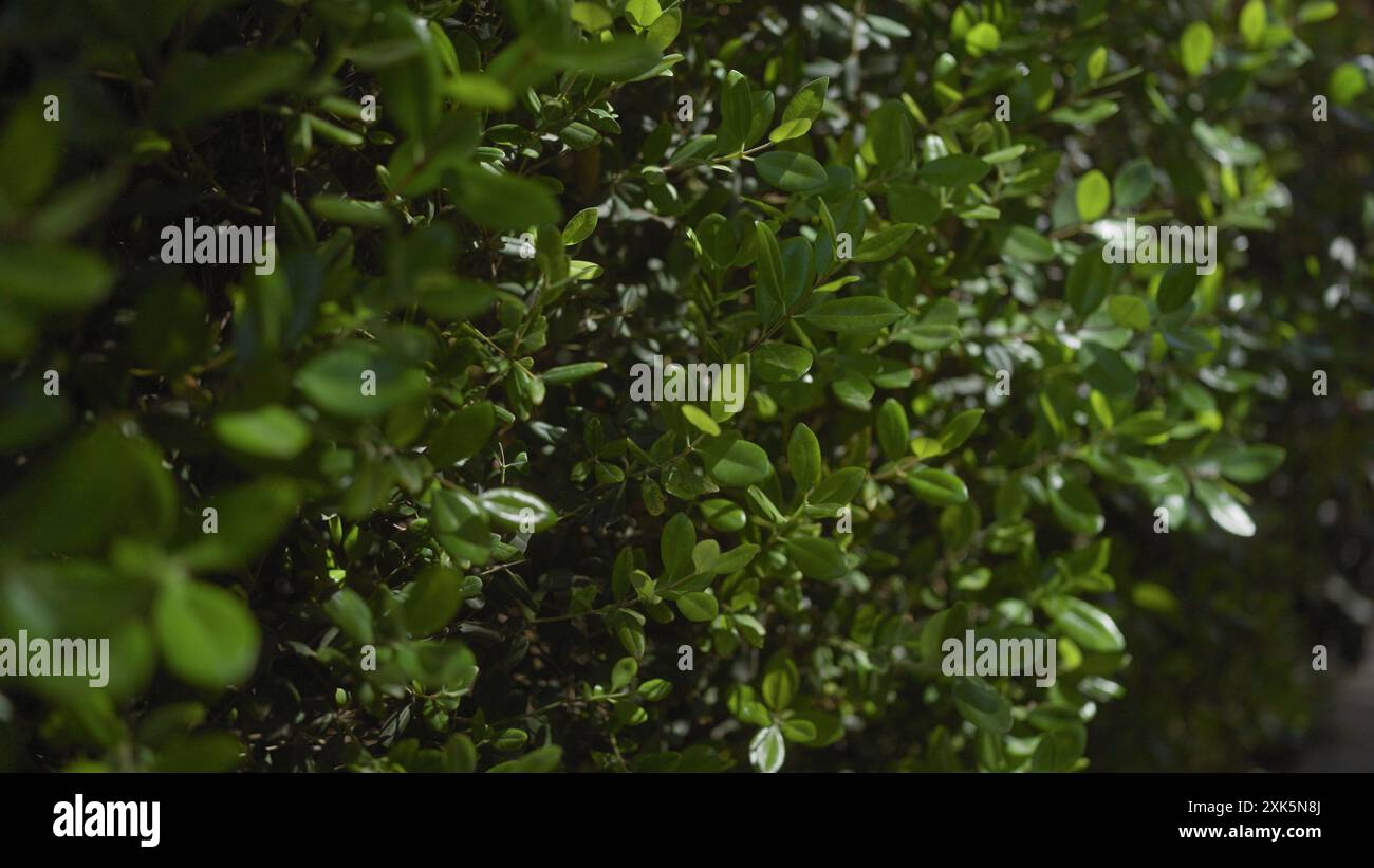 Lush green shrubbery fills the frame with vivid leaves and soft shadows ...