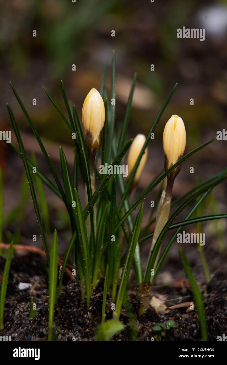first shoots in spring. orange crocus flower buds Stock Photo - Alamy