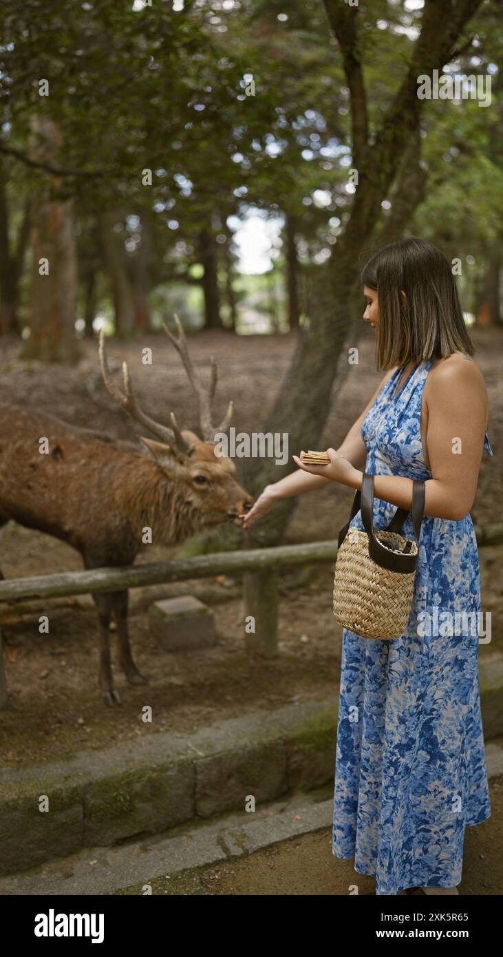 Beautiful young hispanic woman feeding rice crackers to the deer at ...