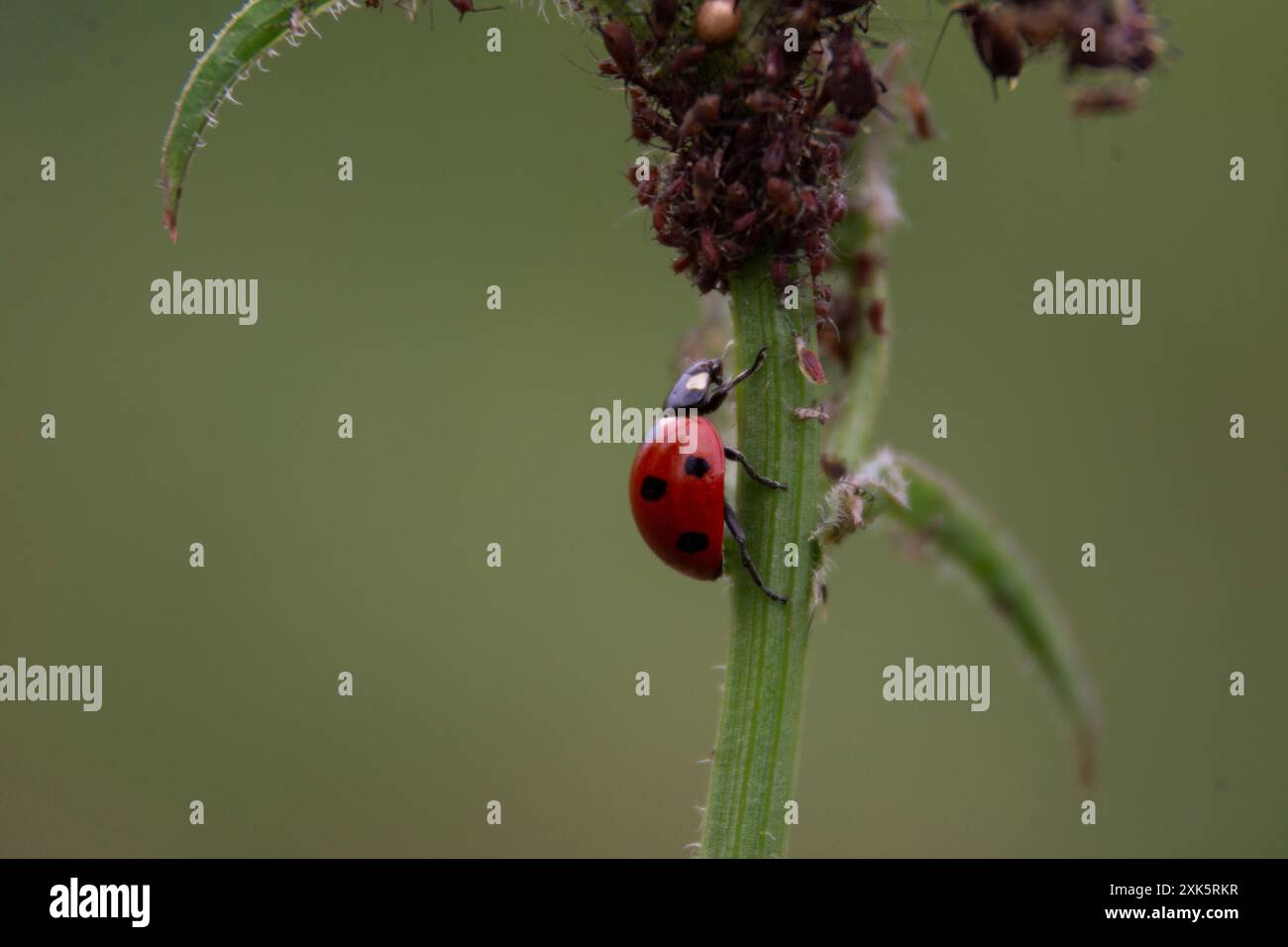 ladybug eats aphids on the grass in the garden plot Stock Photo - Alamy