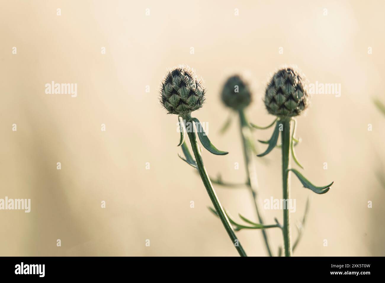 close-up, minimalistic view of field grass. macro photo. painting in ...