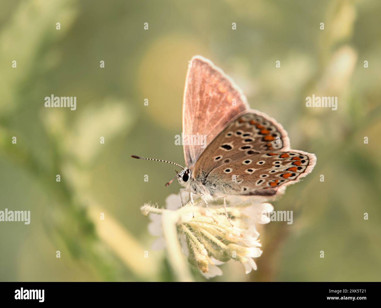 Butterfly spread its wings hi-res stock photography and images - Alamy