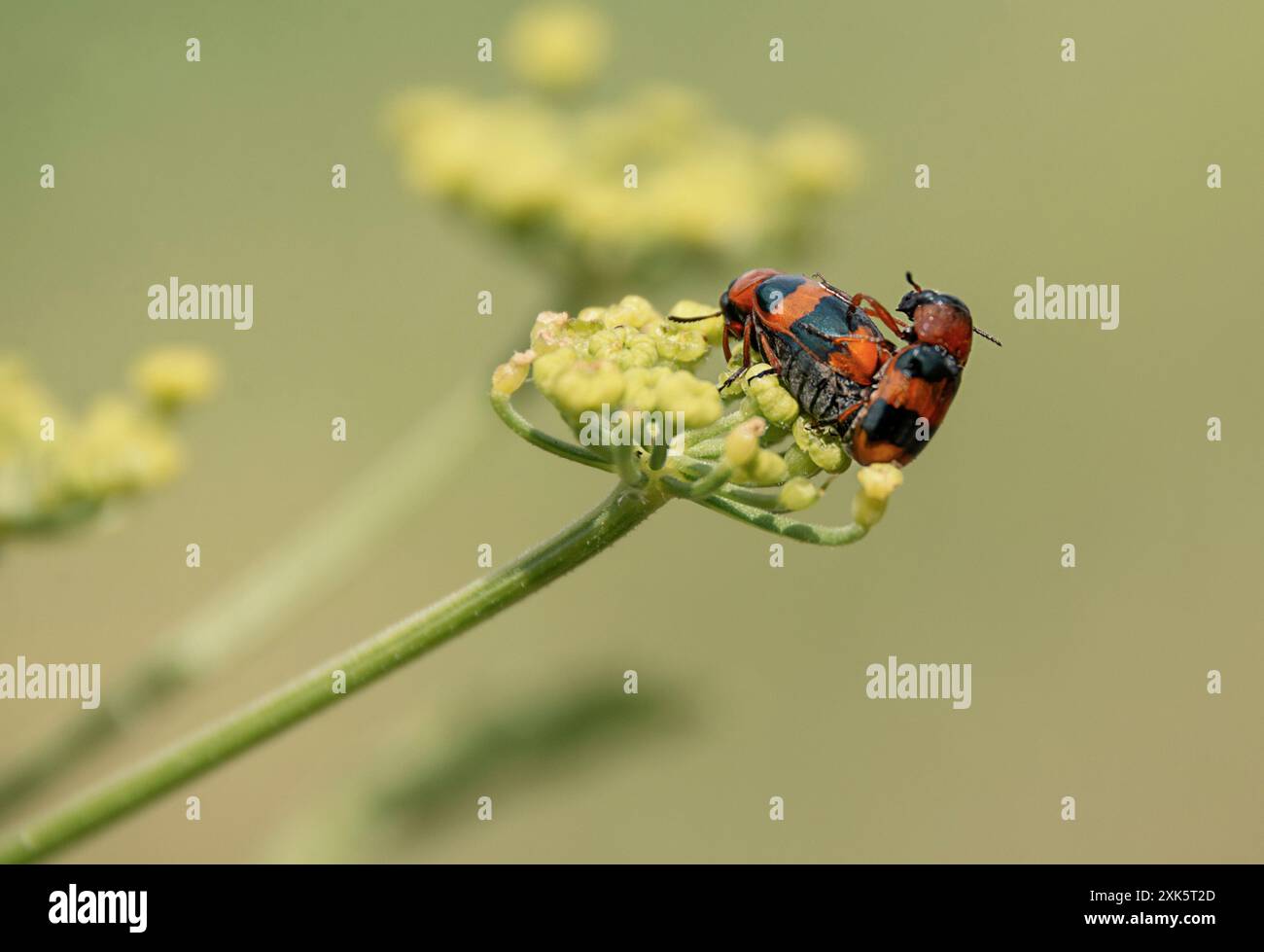 Common bee beetle hi-res stock photography and images - Alamy