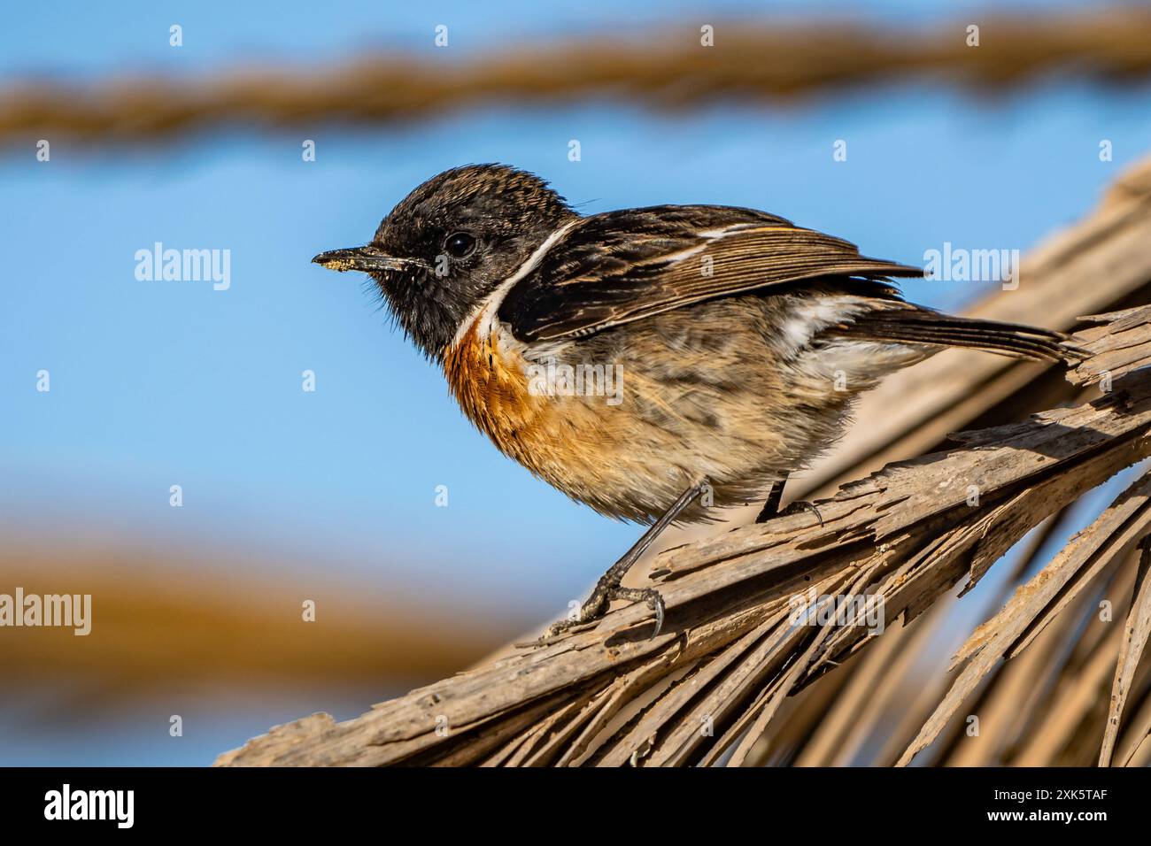 The african stonechat hi-res stock photography and images - Alamy