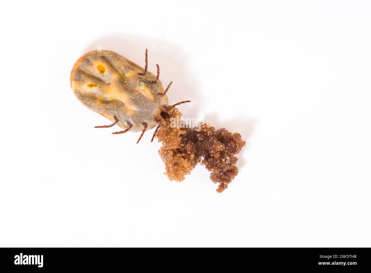 Macro - Big tick, full of blood, having eggs on the white background ...
