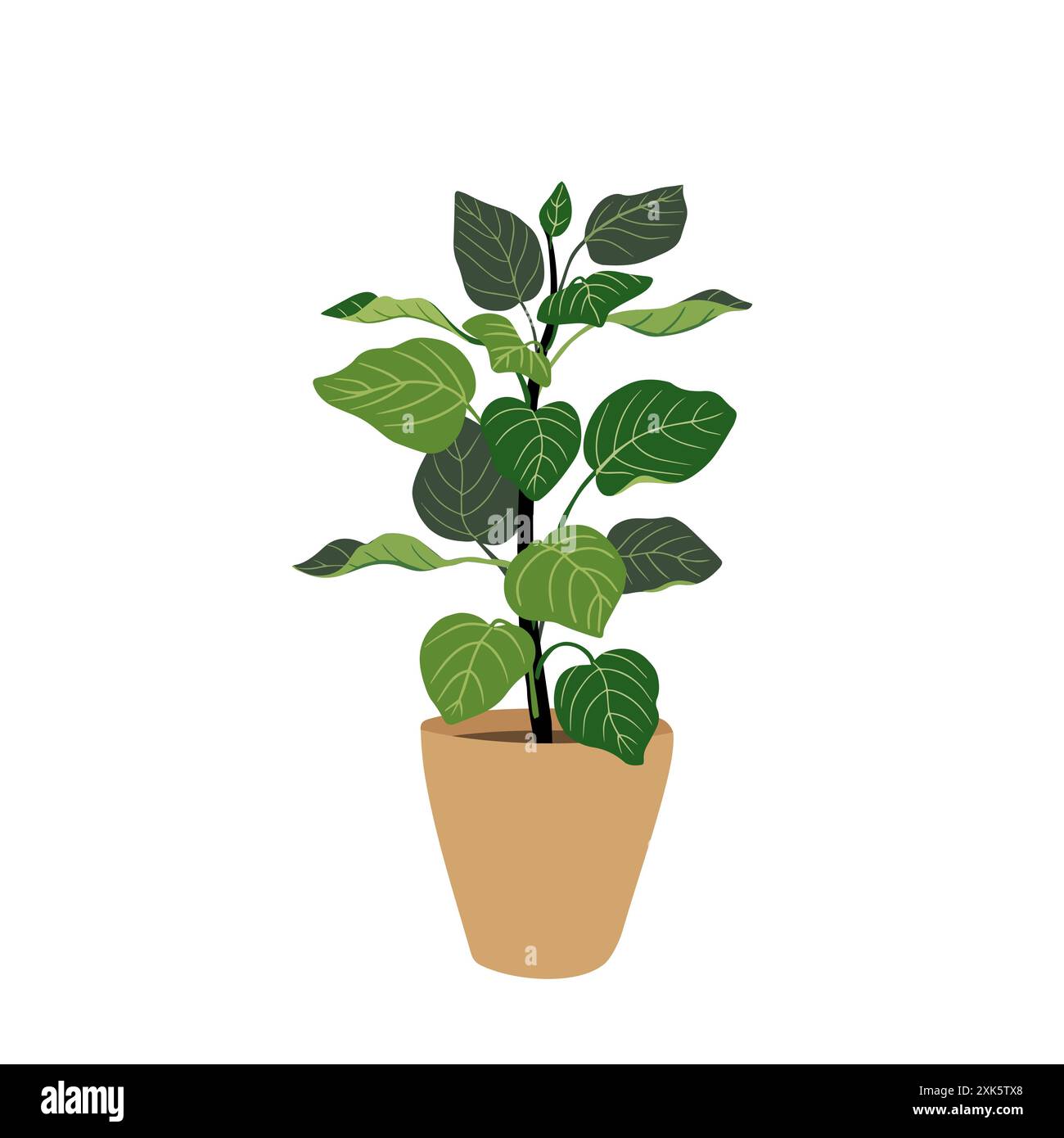 Vector illustration of potted Ficus plant in flat style. Perfect for ...